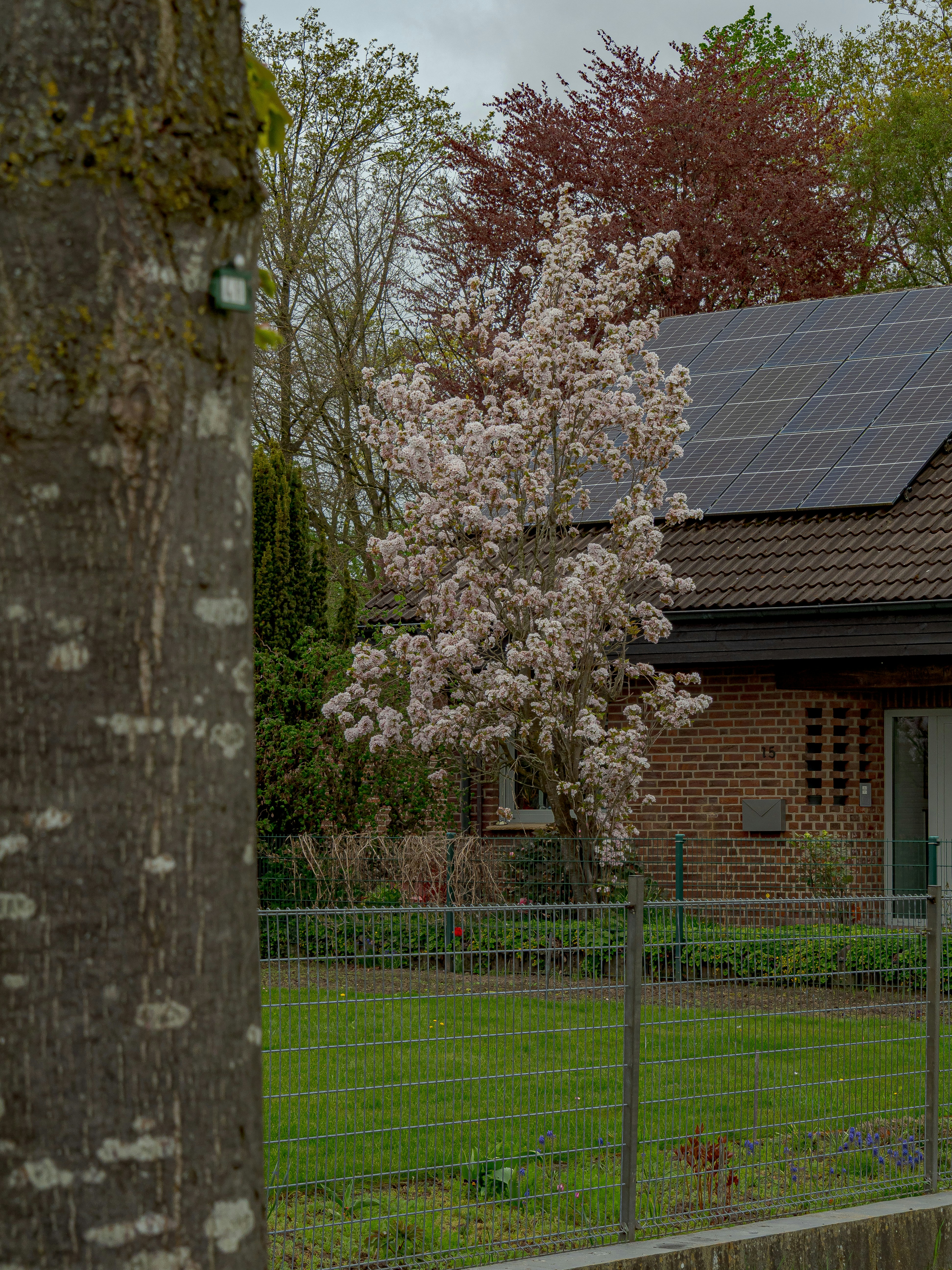 Blossom Amid Rooftop Solar and Brick