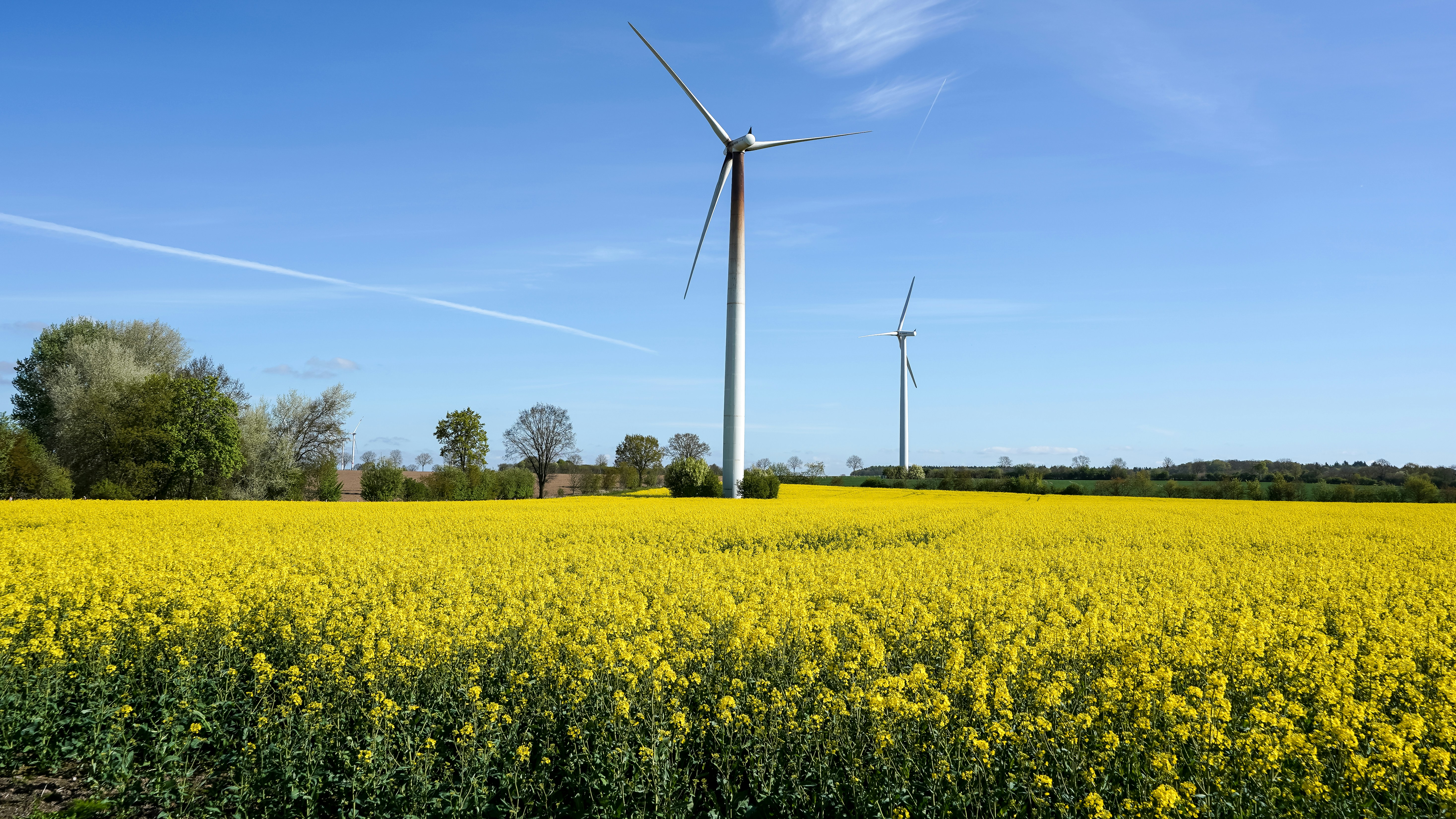 Windmills over a Sea of Canola