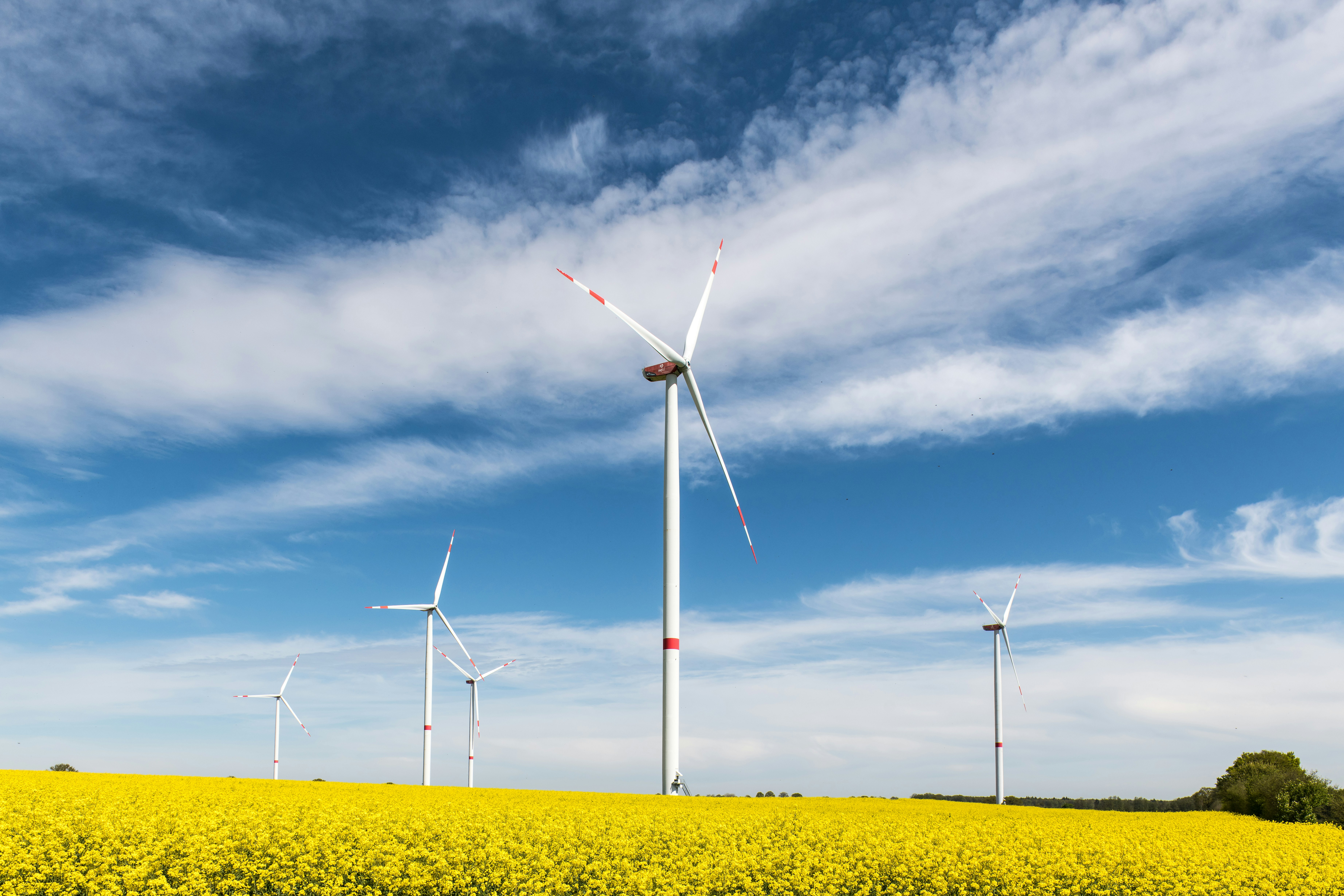 Wind Giants Over a Sunlit Canary Field