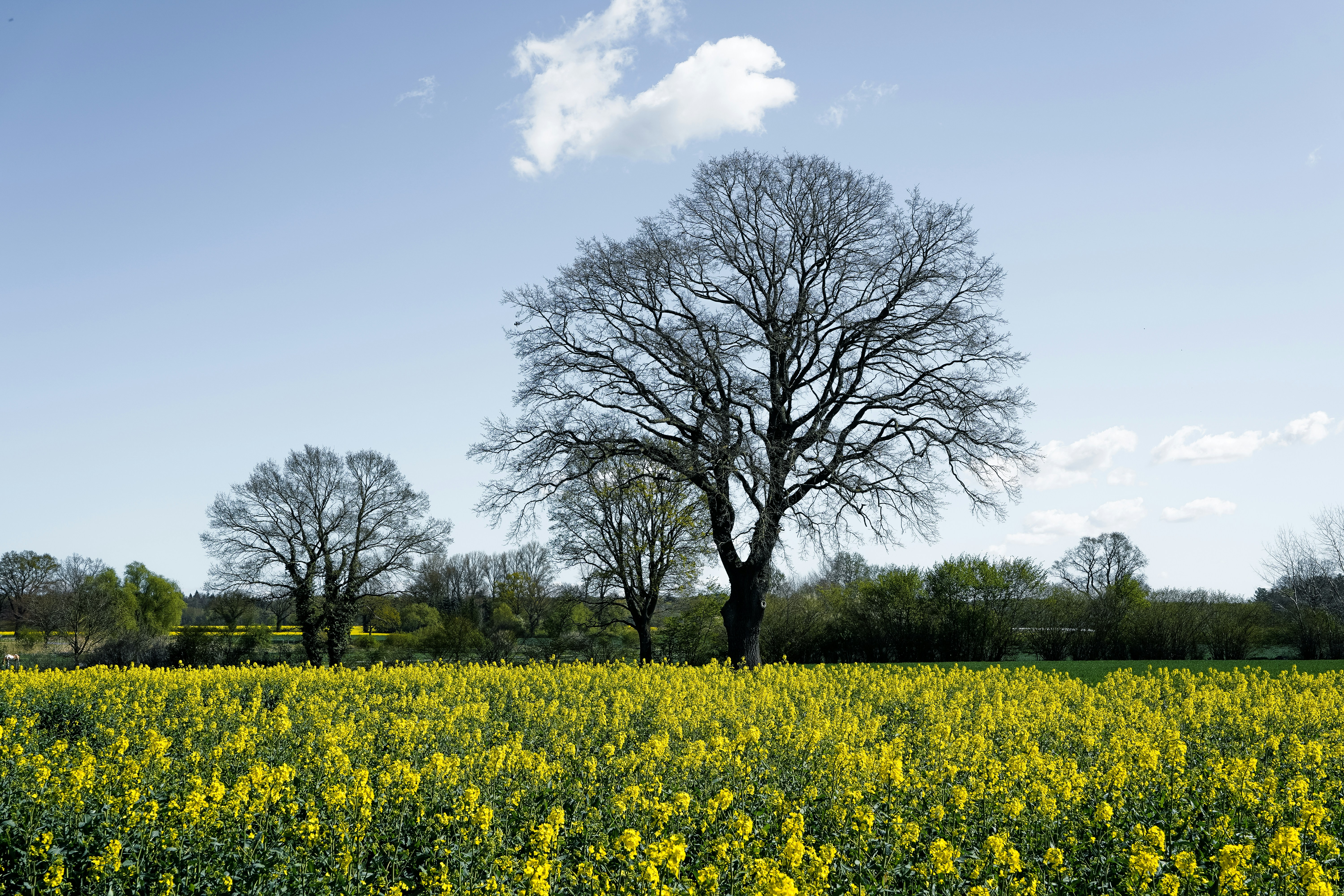 A Lone World-Tree Standing Watch Over a Field of Gold