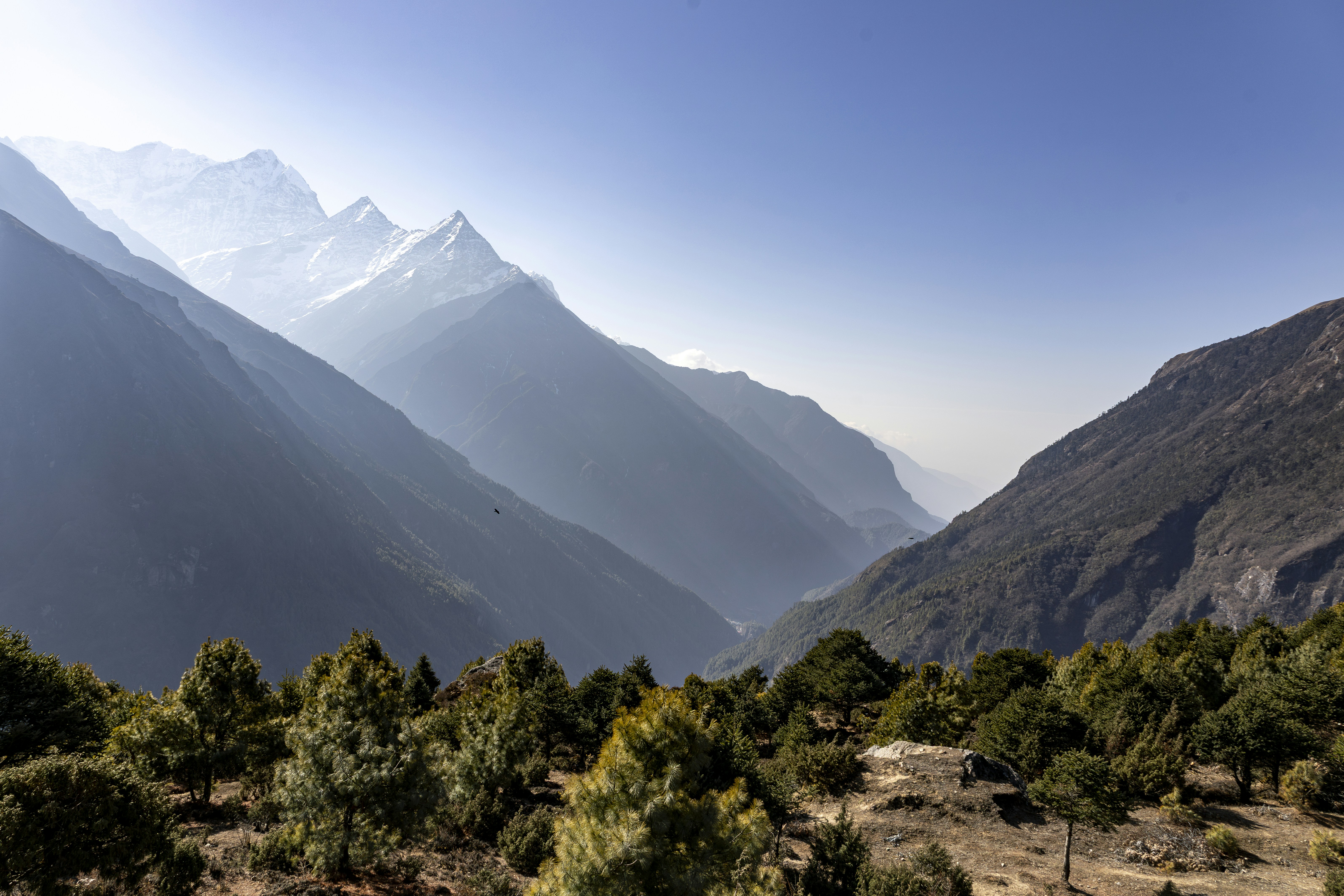 Valley Sentinel: Sunlit Peaks and Pine Crest