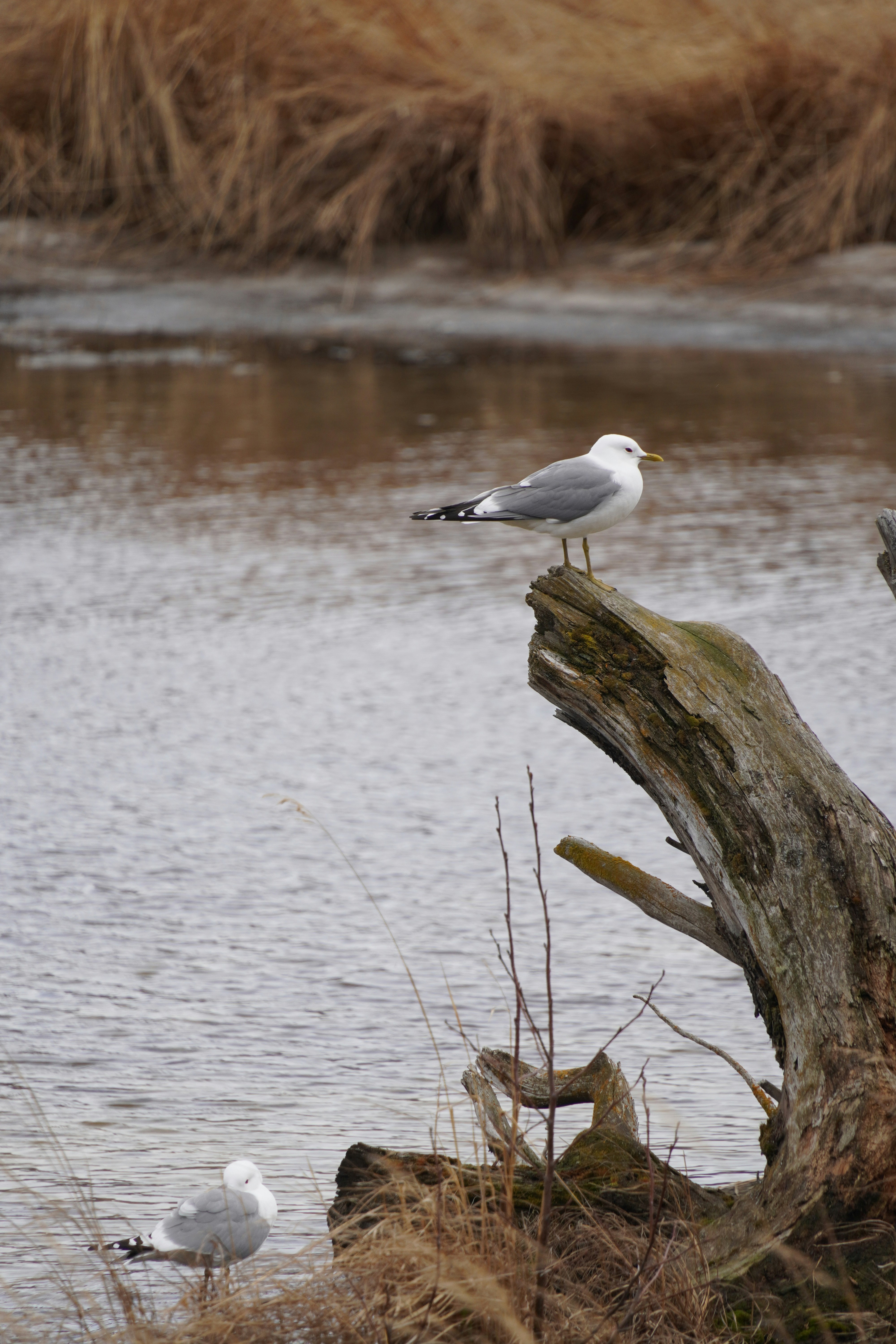 Seagull Sentinel on Weathered Driftwood
