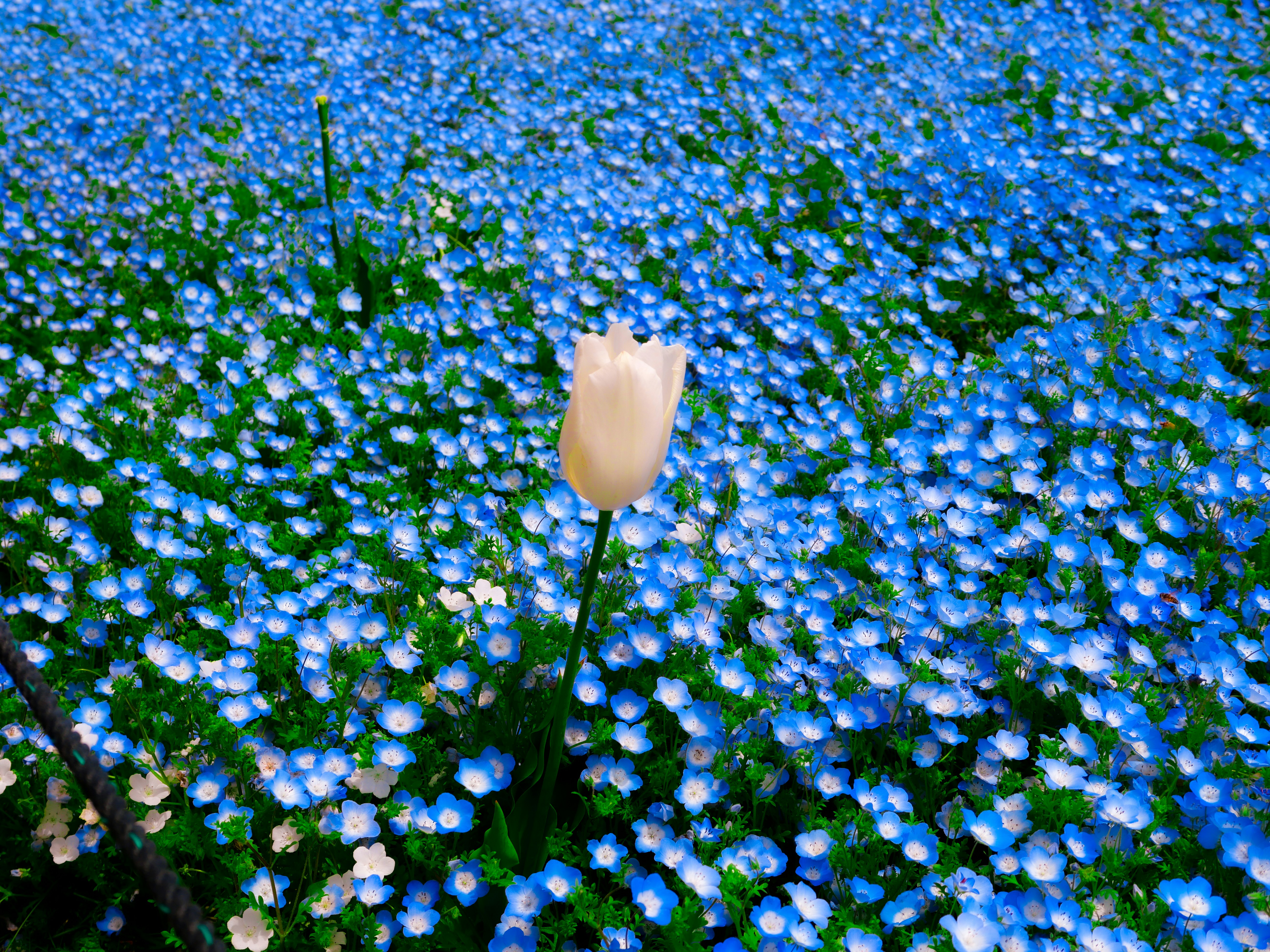 A lone ivory tulip rises amid a sea of cobalt forget-me-nots