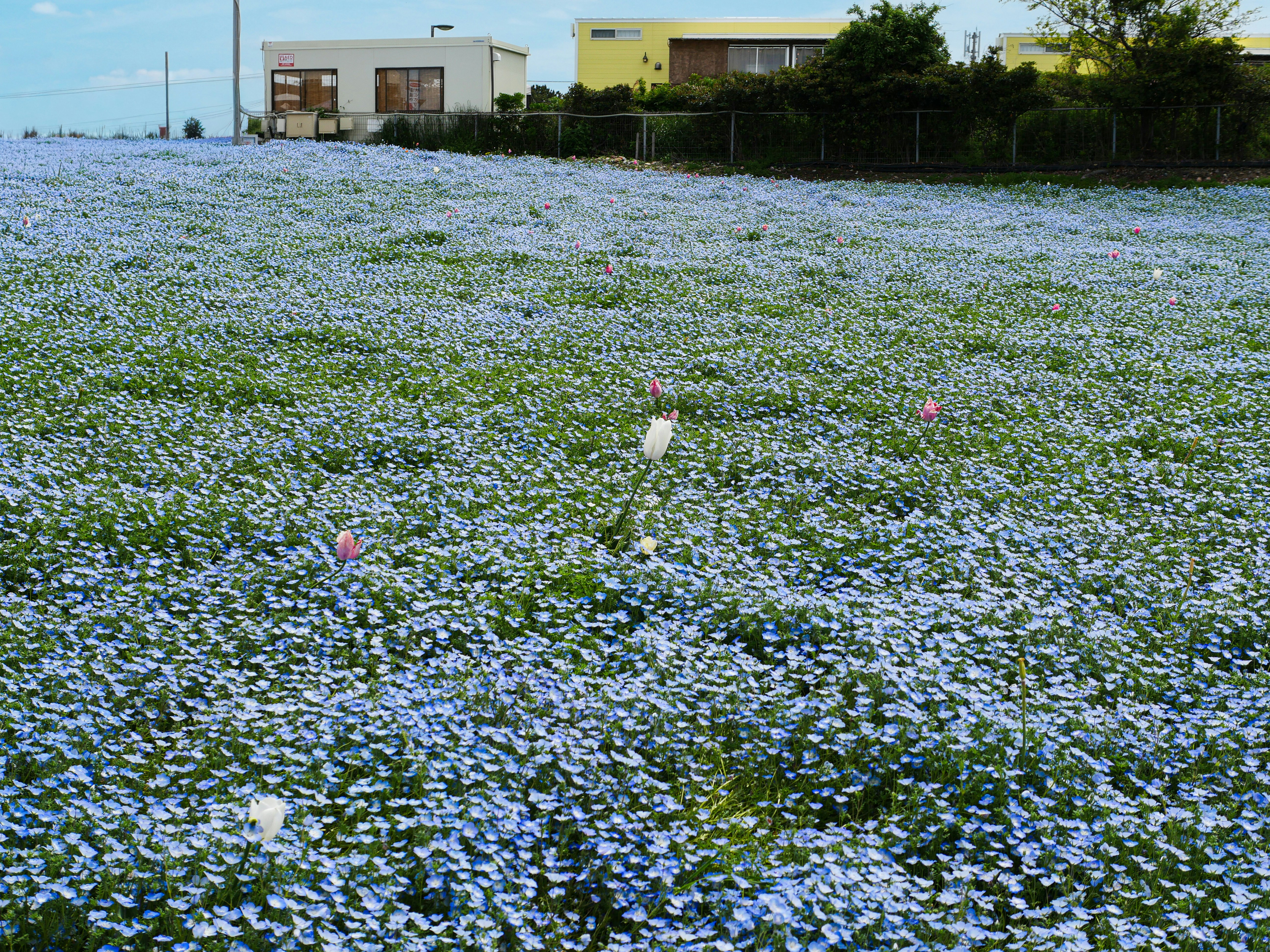 Sea of Blue Flowers Under a Quiet Suburban Skyline
