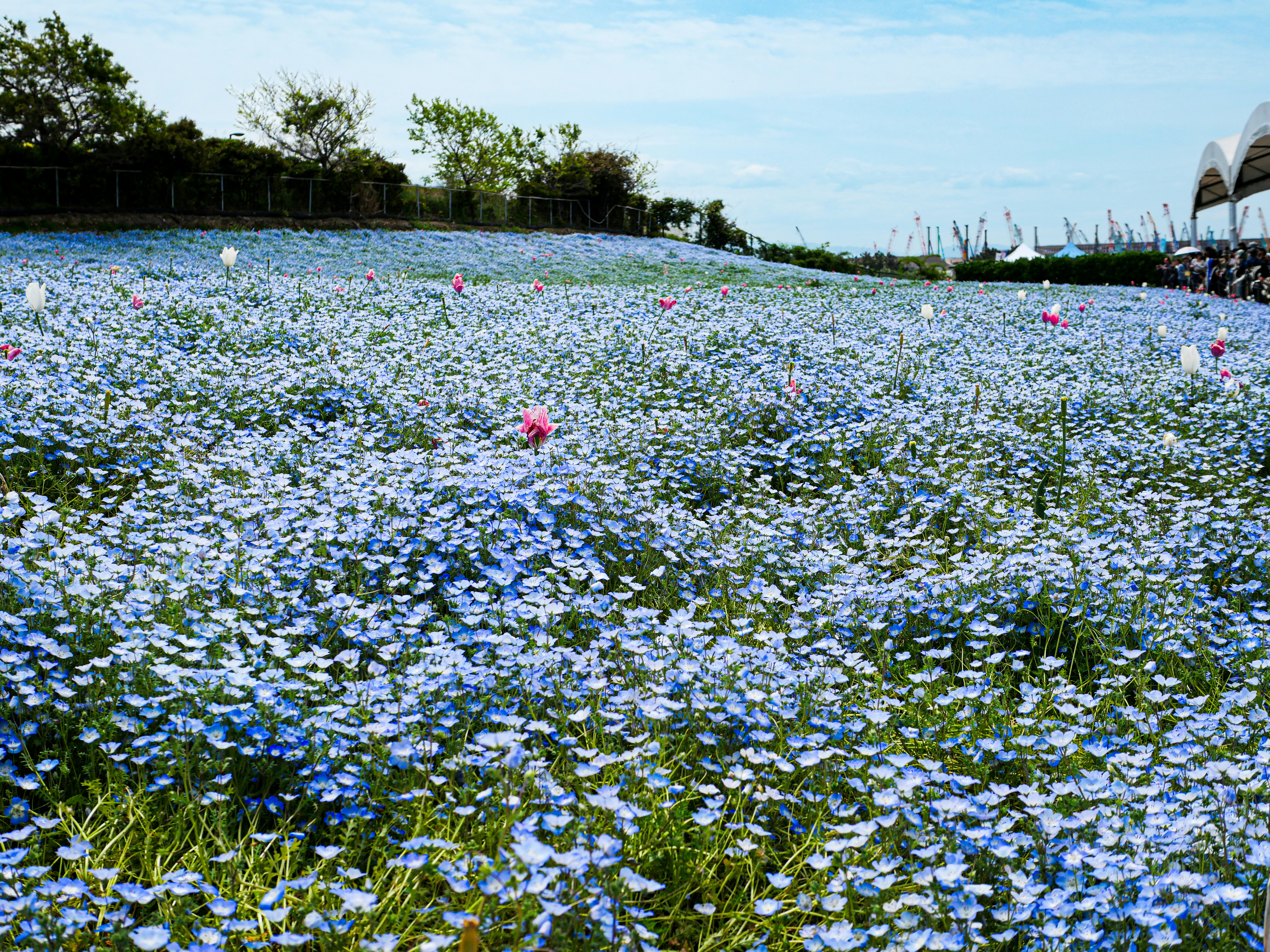 Sea of Cerulean Blooms under a Bright Maritime Sky