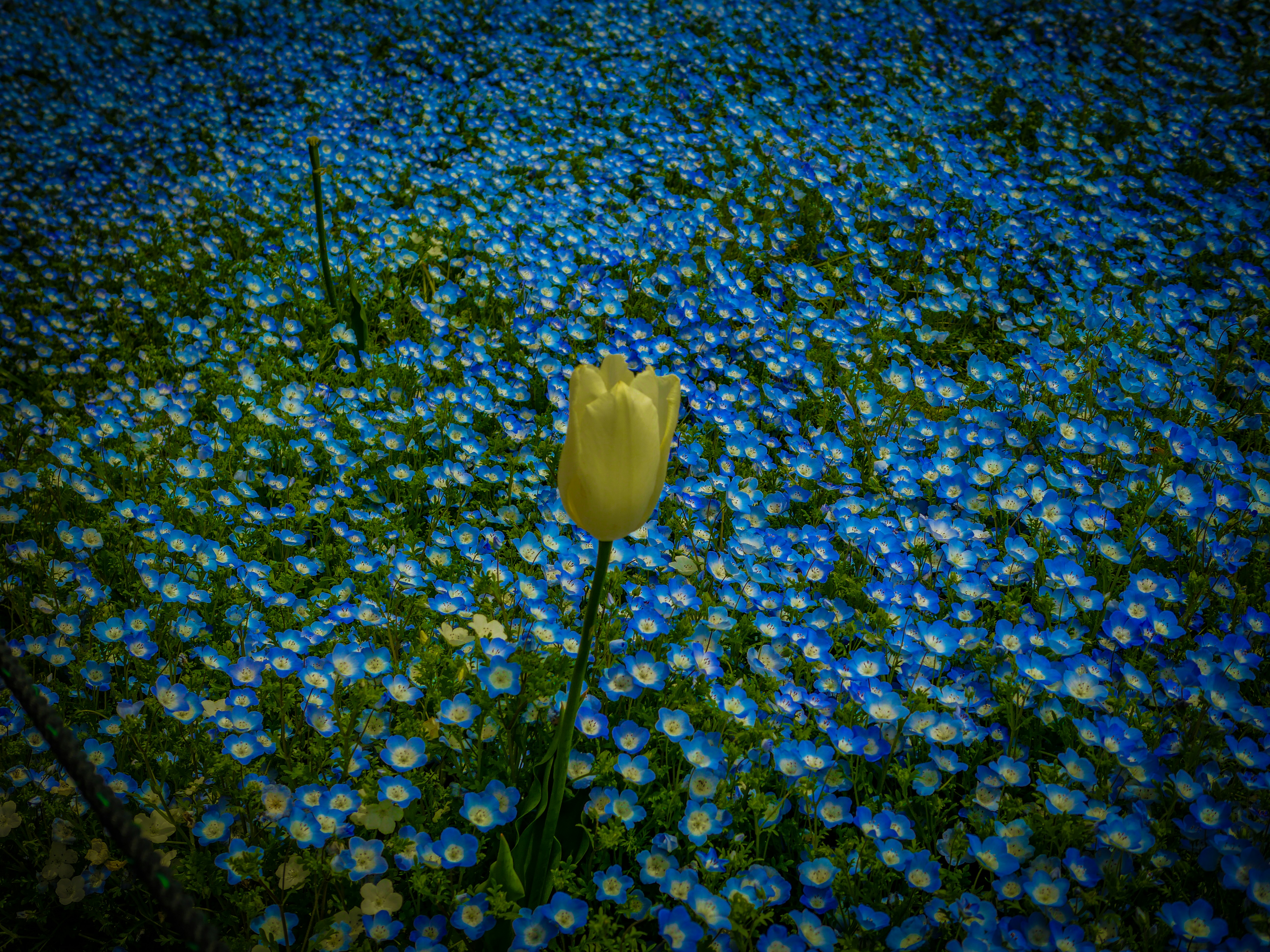 Single Yellow Tulip Rising Above a Sea of Blue