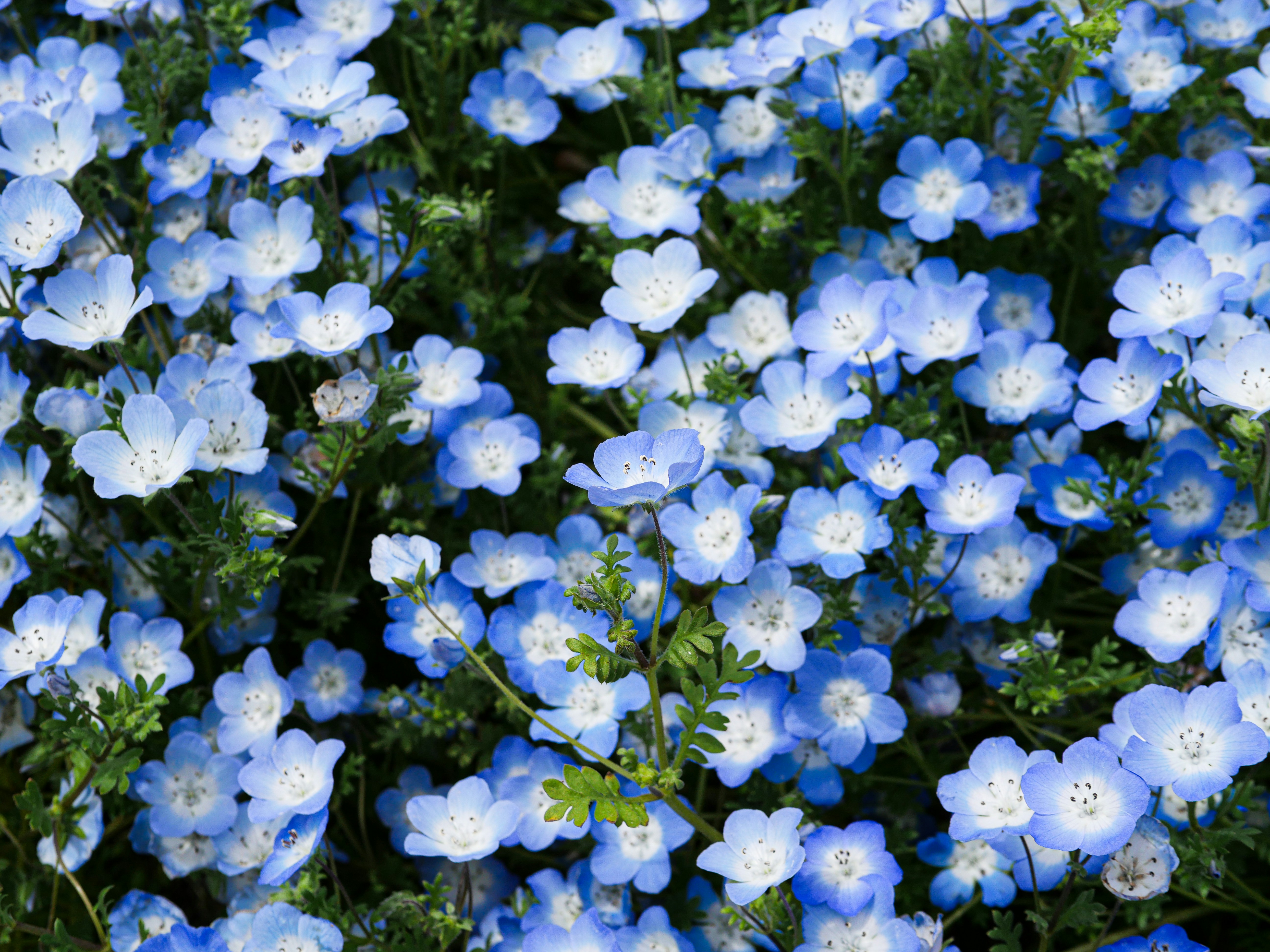 Blue carpet of forget-me-nots: a sea of tiny skies