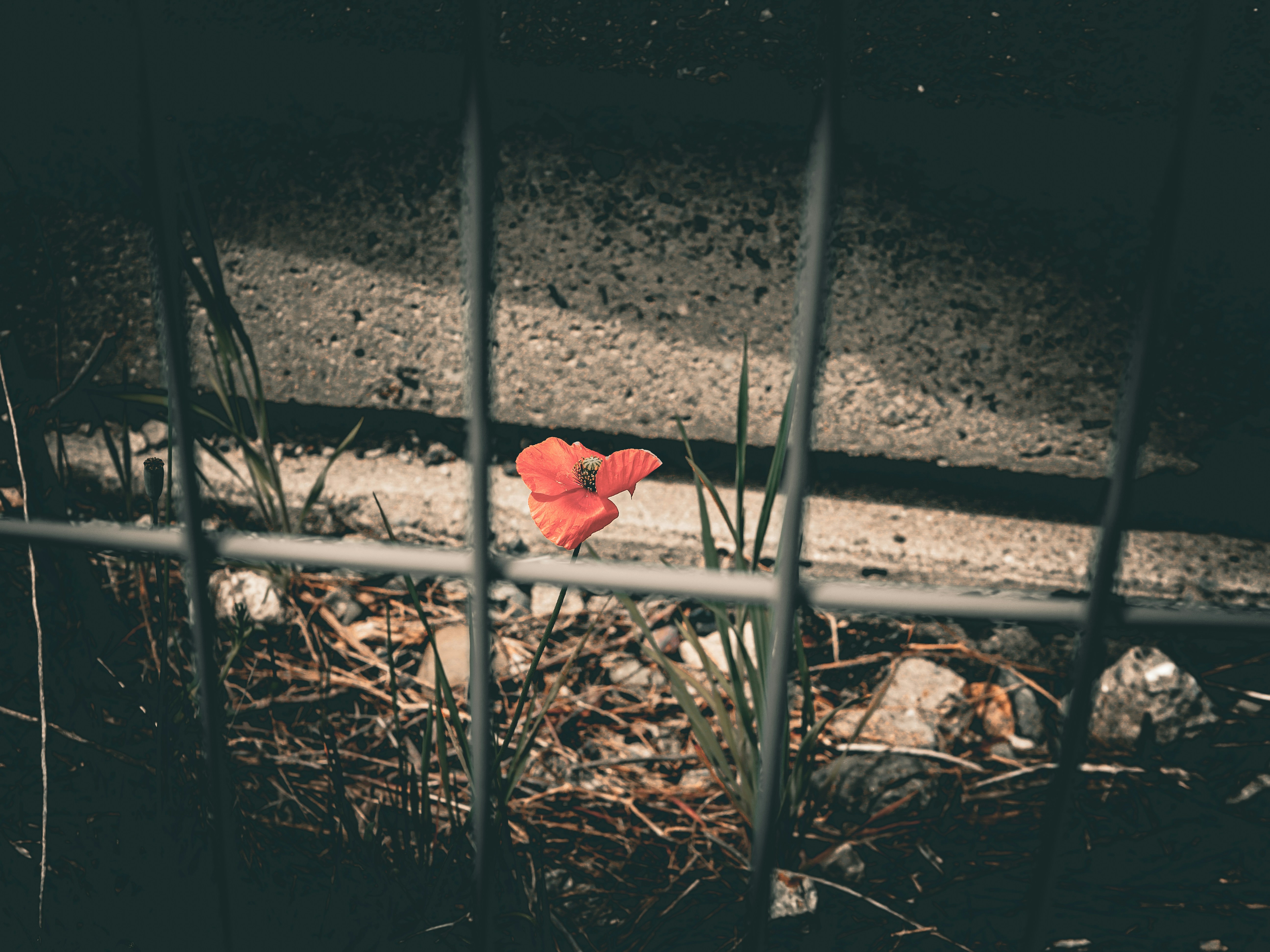 Crimson Bloom in the Grated Gloom