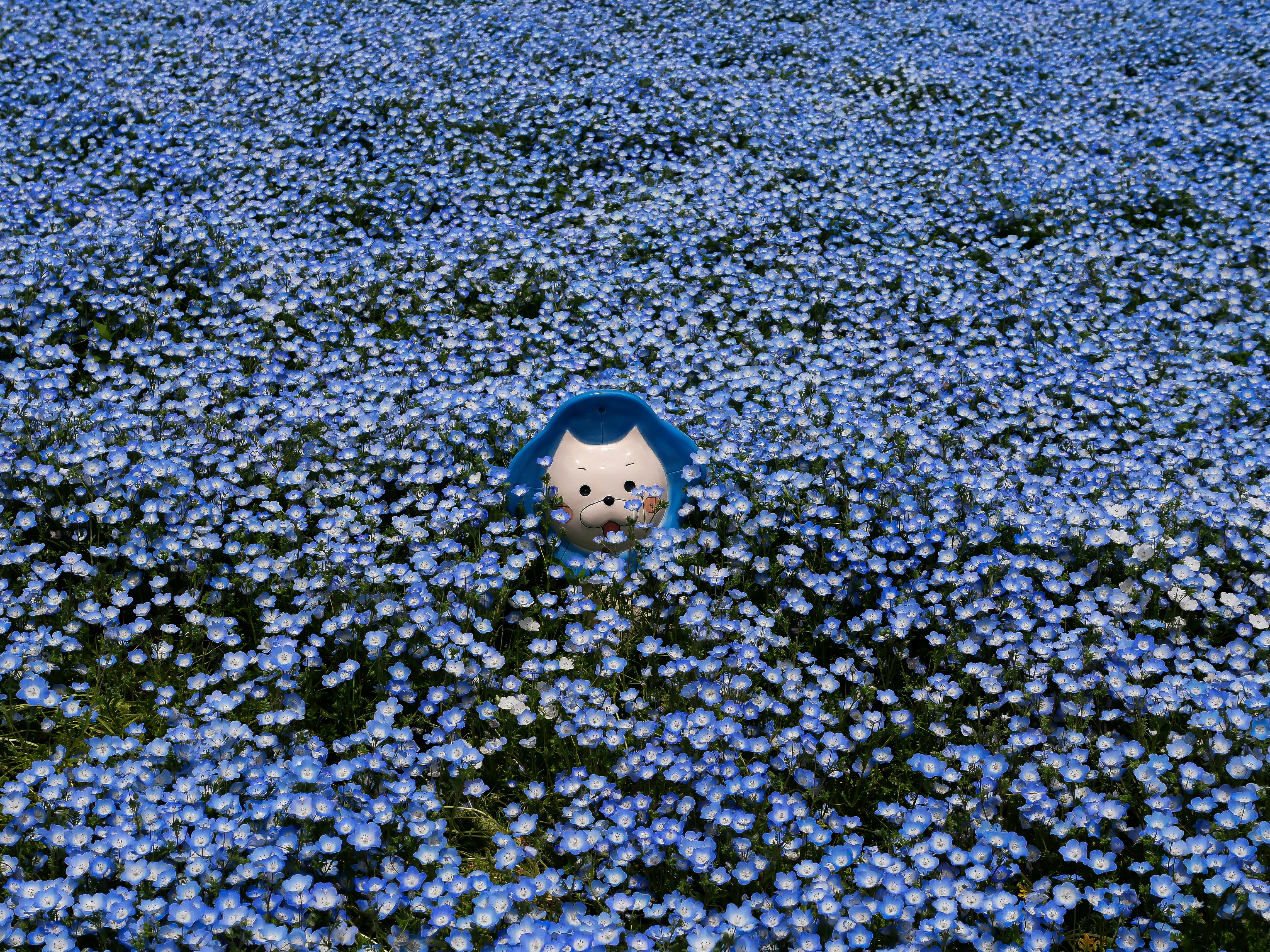 Blue-Cloaked Blossom Sentinel in a Sea of Forget‑Me‑Nots
