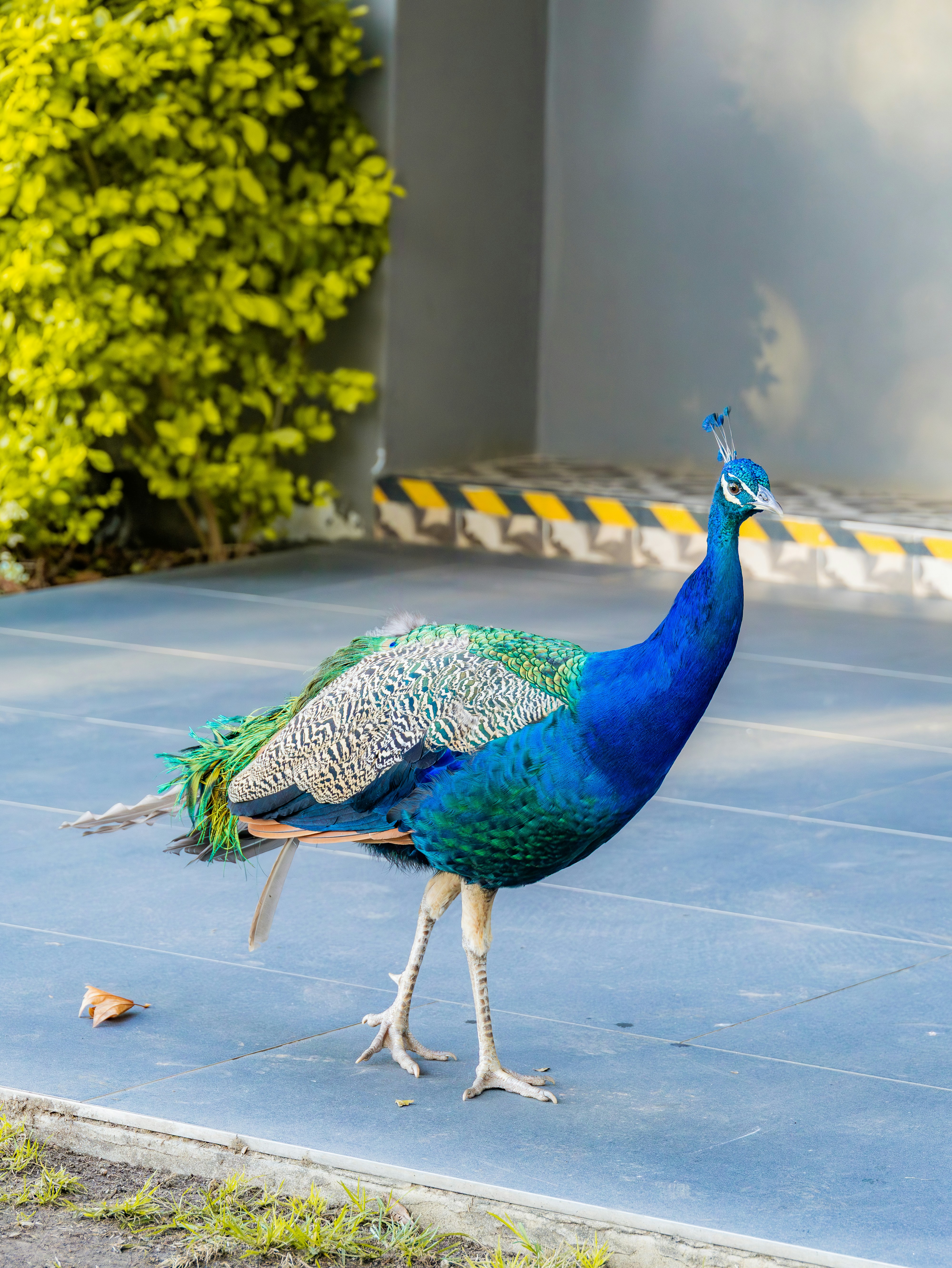 Emerald Crest: A Peafowl Patrol on Blue Tiles