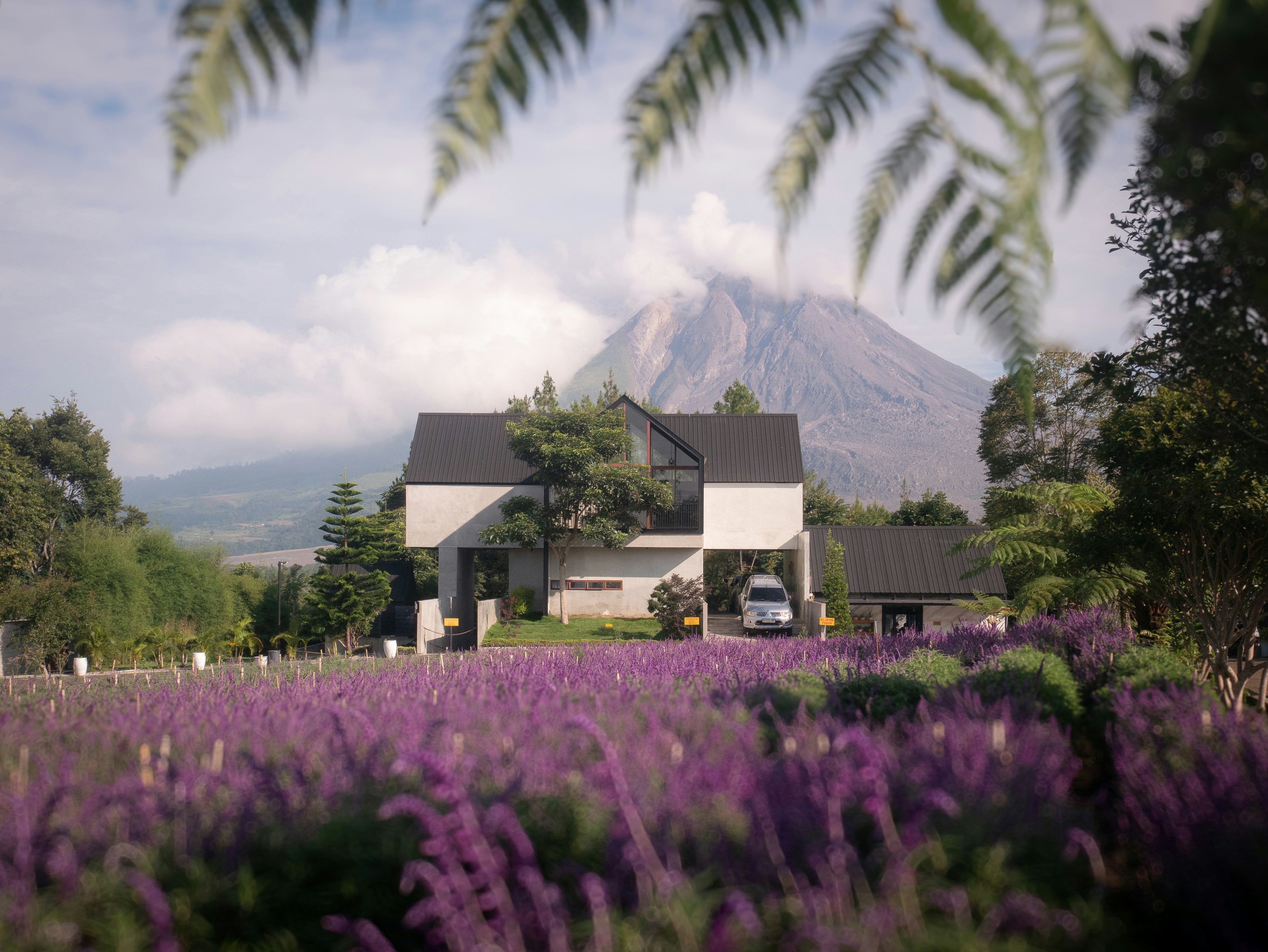 Lavender Field Melodies: A Modern Home Framed by Purple Blooms