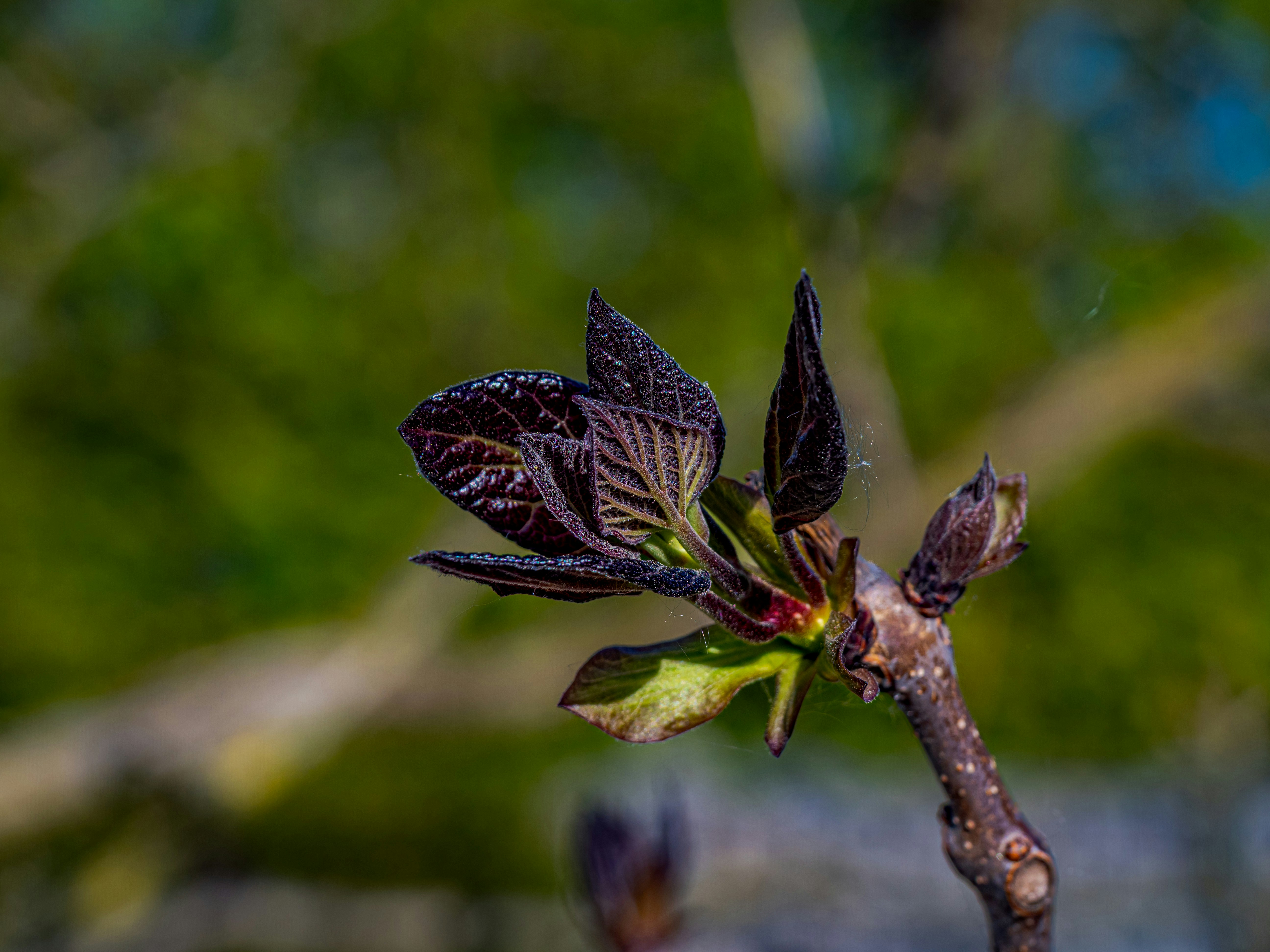 Purple-leaf Buds Reaching Toward Spring Light