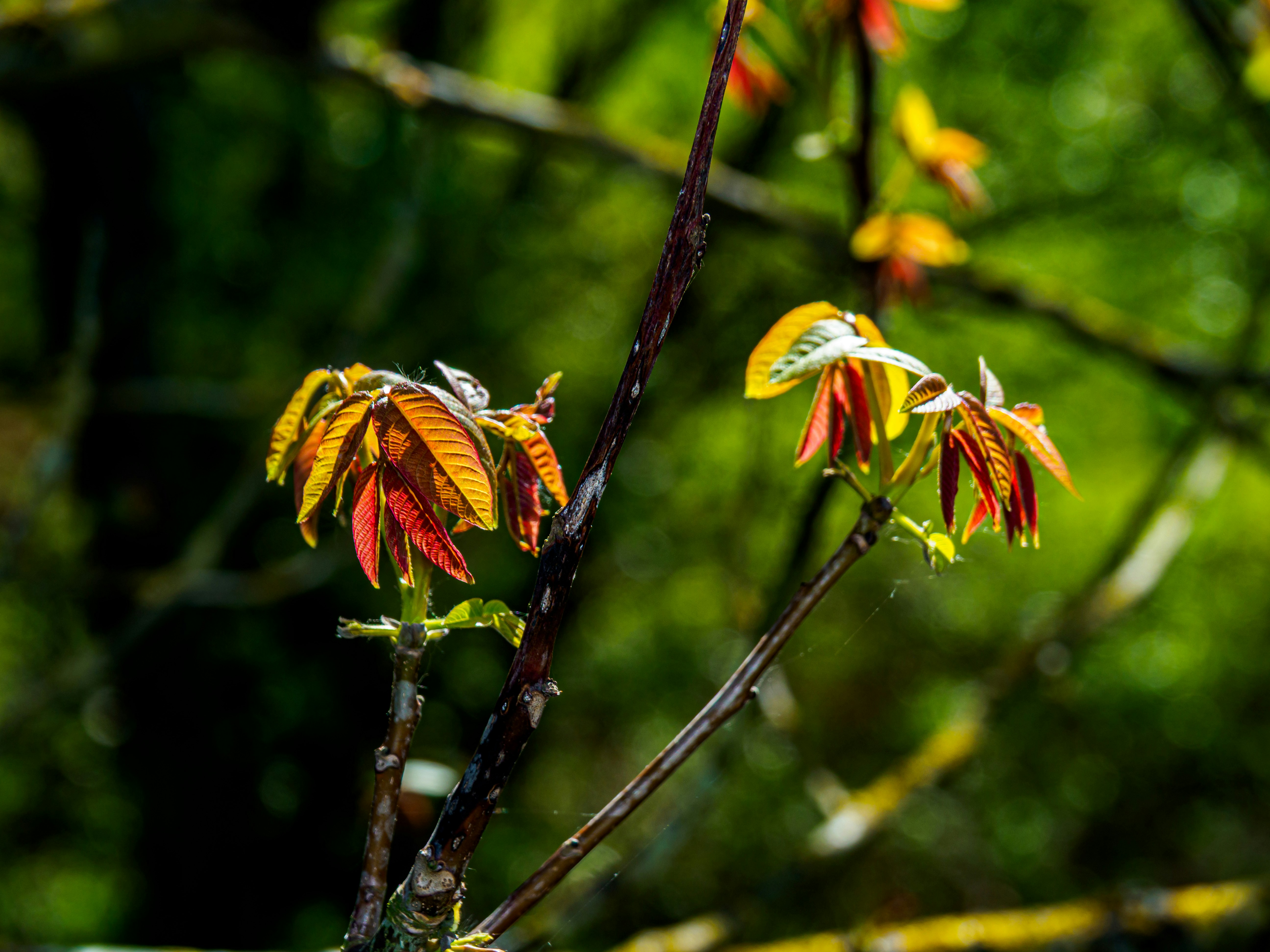 Autumnal Tenderness: Leaves in Quiet Light on a Slim Twig