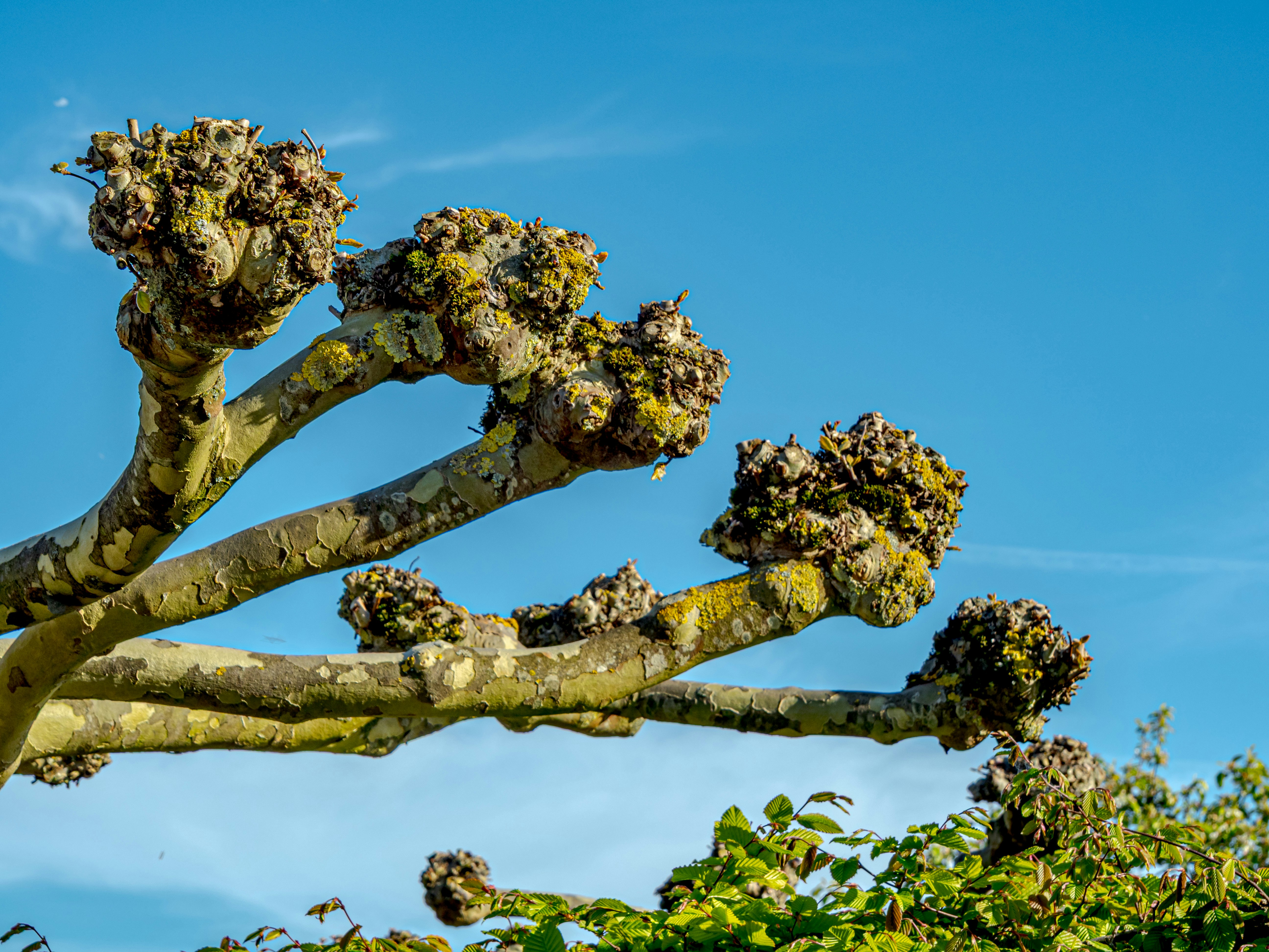 Close-up of gnarly, lichen-covered branches reaching across a vivid blue sky; hints of green foliage below hint at a garden or park scene.