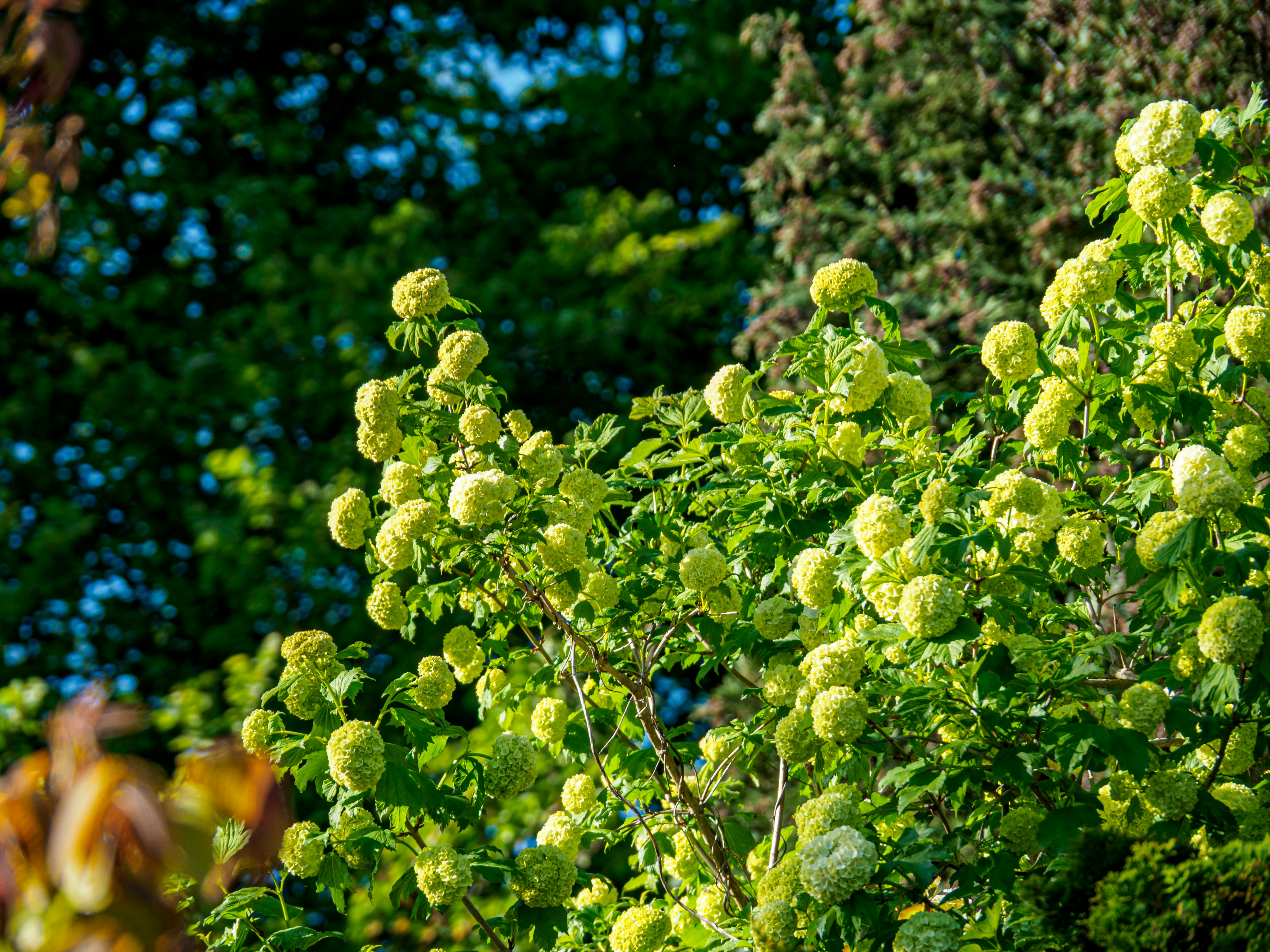 Sunlit Hydrangea Clouds: A Burst of Green and Cream in a Quiet Garden