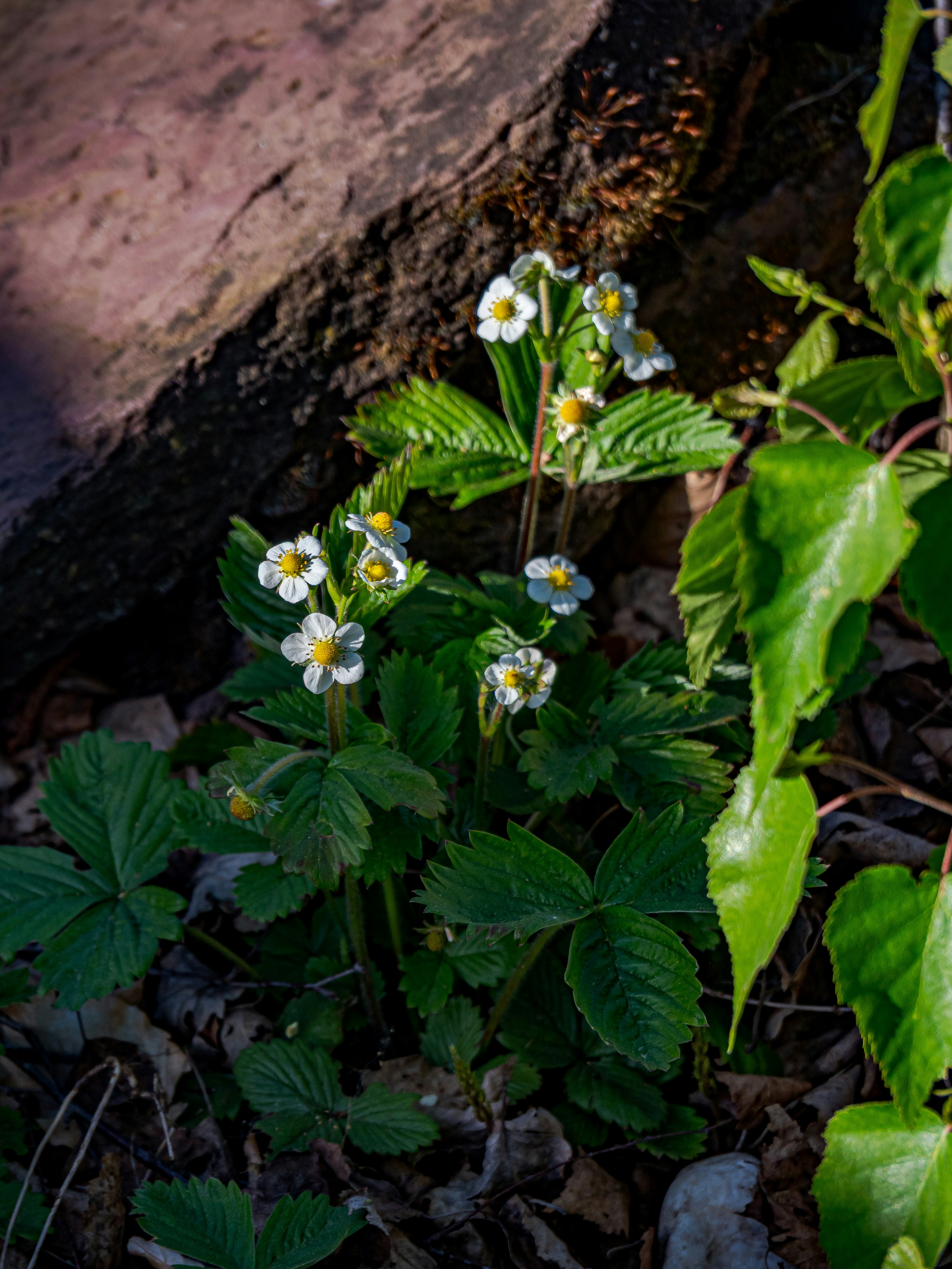 White daisies at the garden base, nestled among green leaves and a brick edge