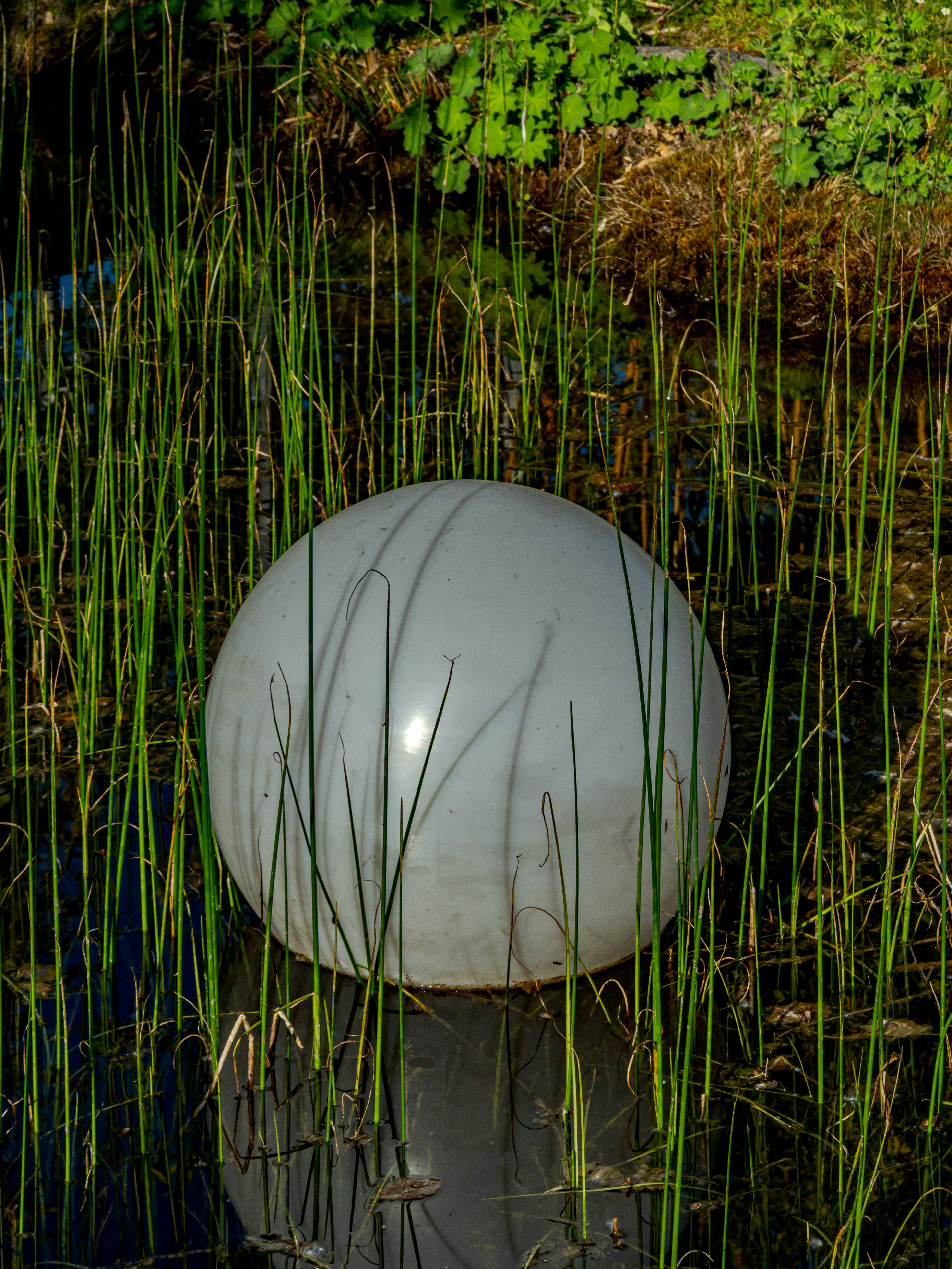 Floating Glass Sphere in Marsh Light