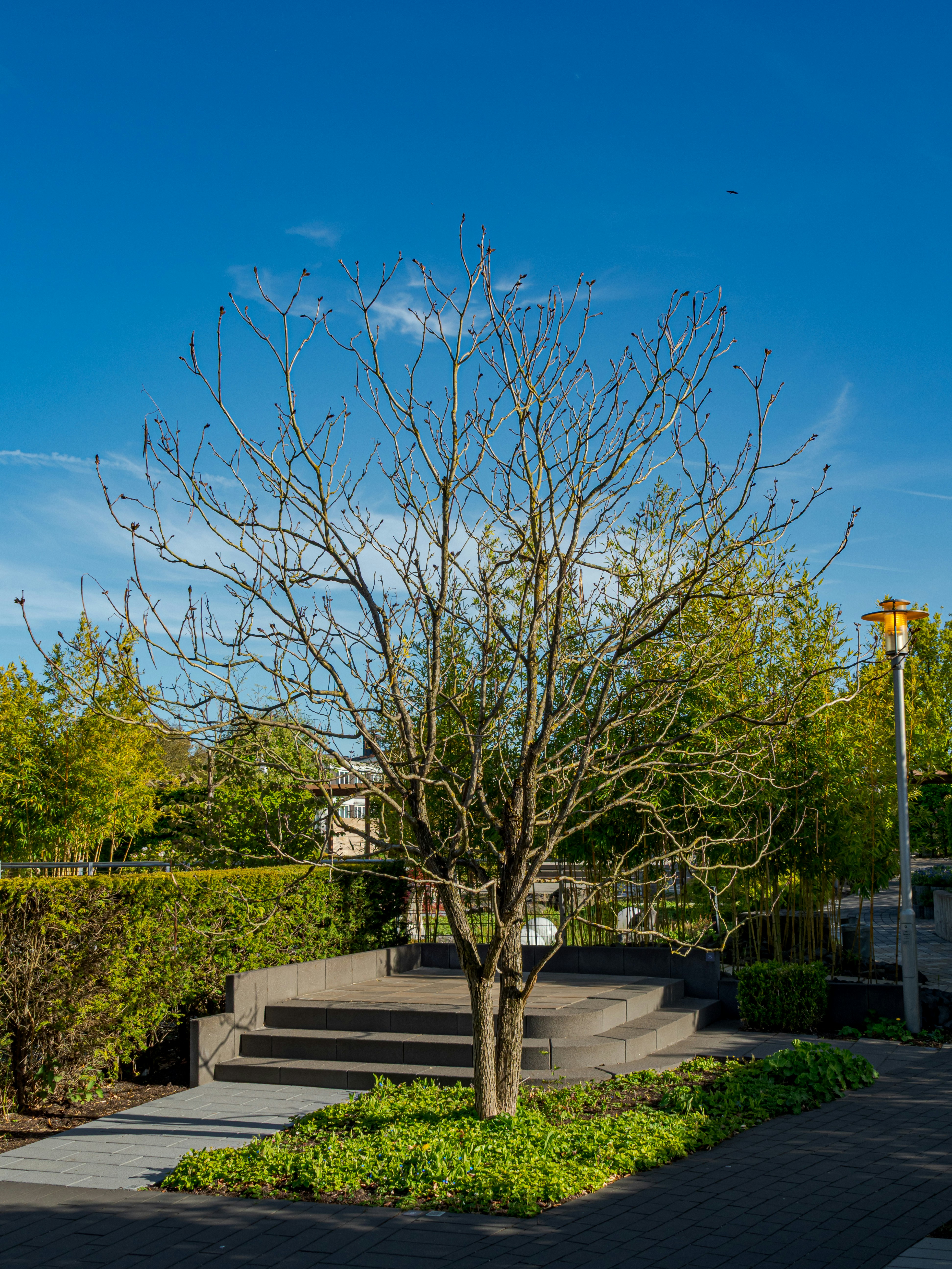 Leafless Tree in a Terraced Park Under a Bright Blue Sky