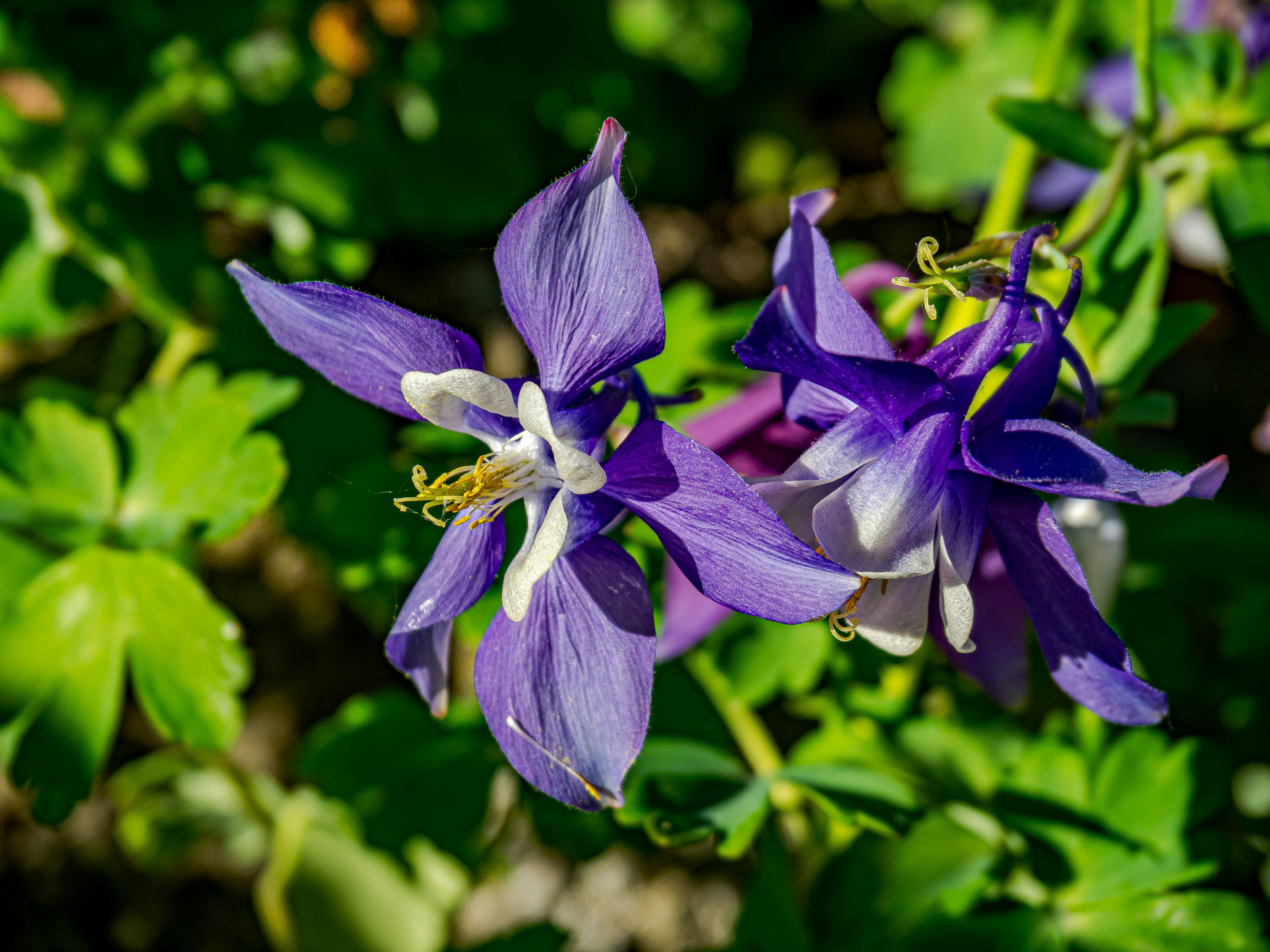 Purple Quietude: A Bloom of Indigo in Sunlit Green