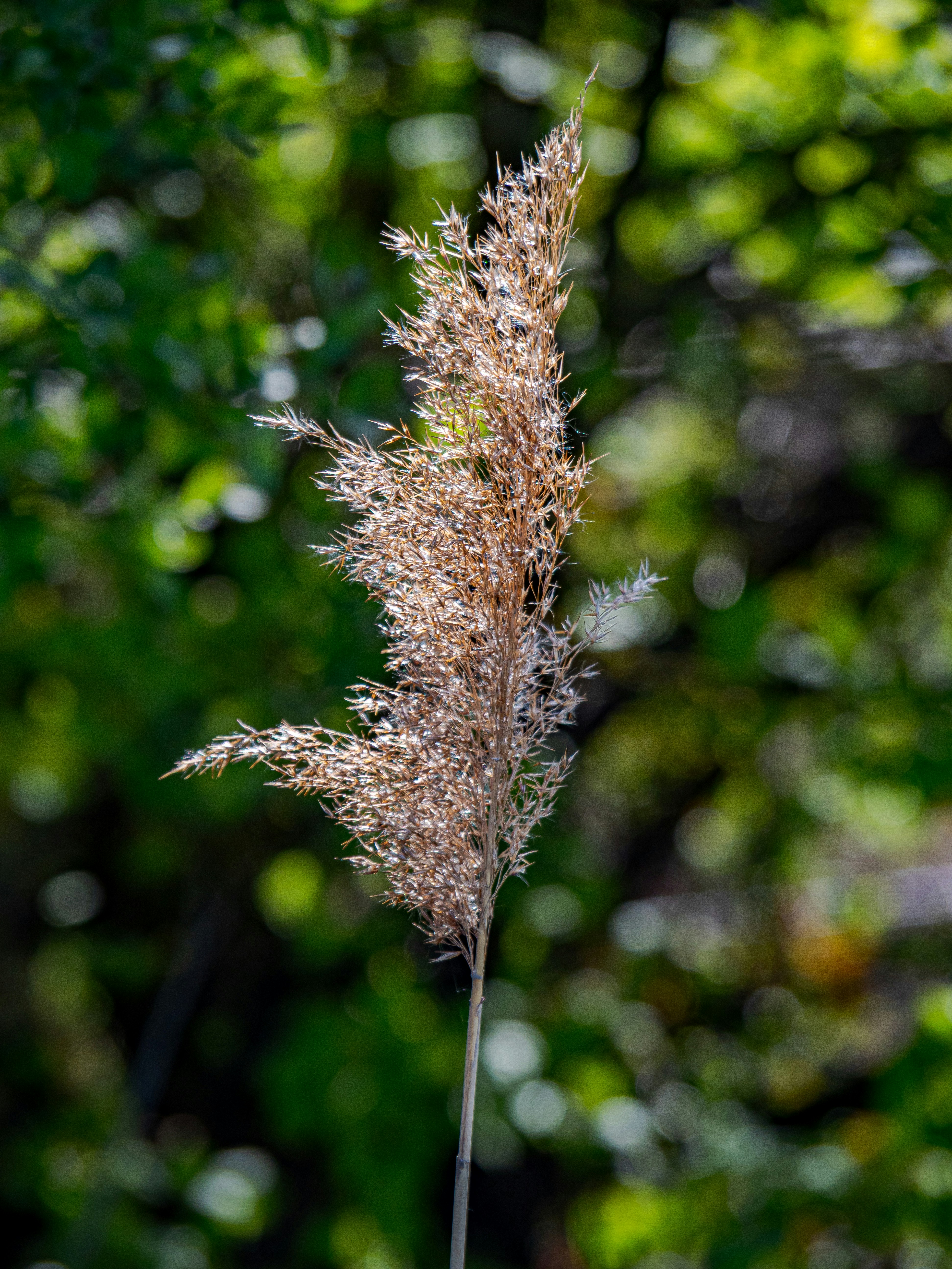 Sunlit Seed Head in a Velvet Green Backdrop