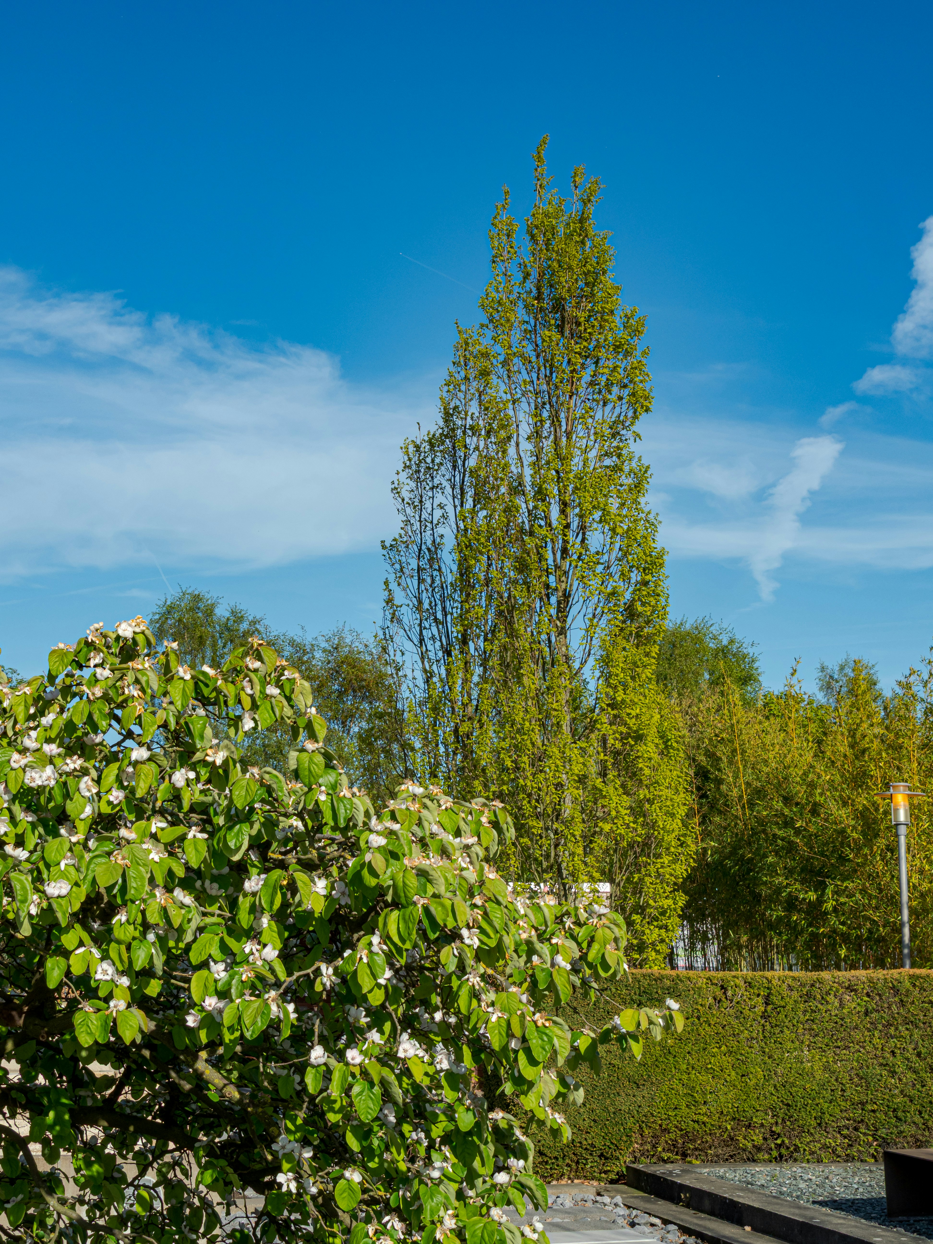 Tall Canary Tree Reaches for the Sky Over a Pruned Garden