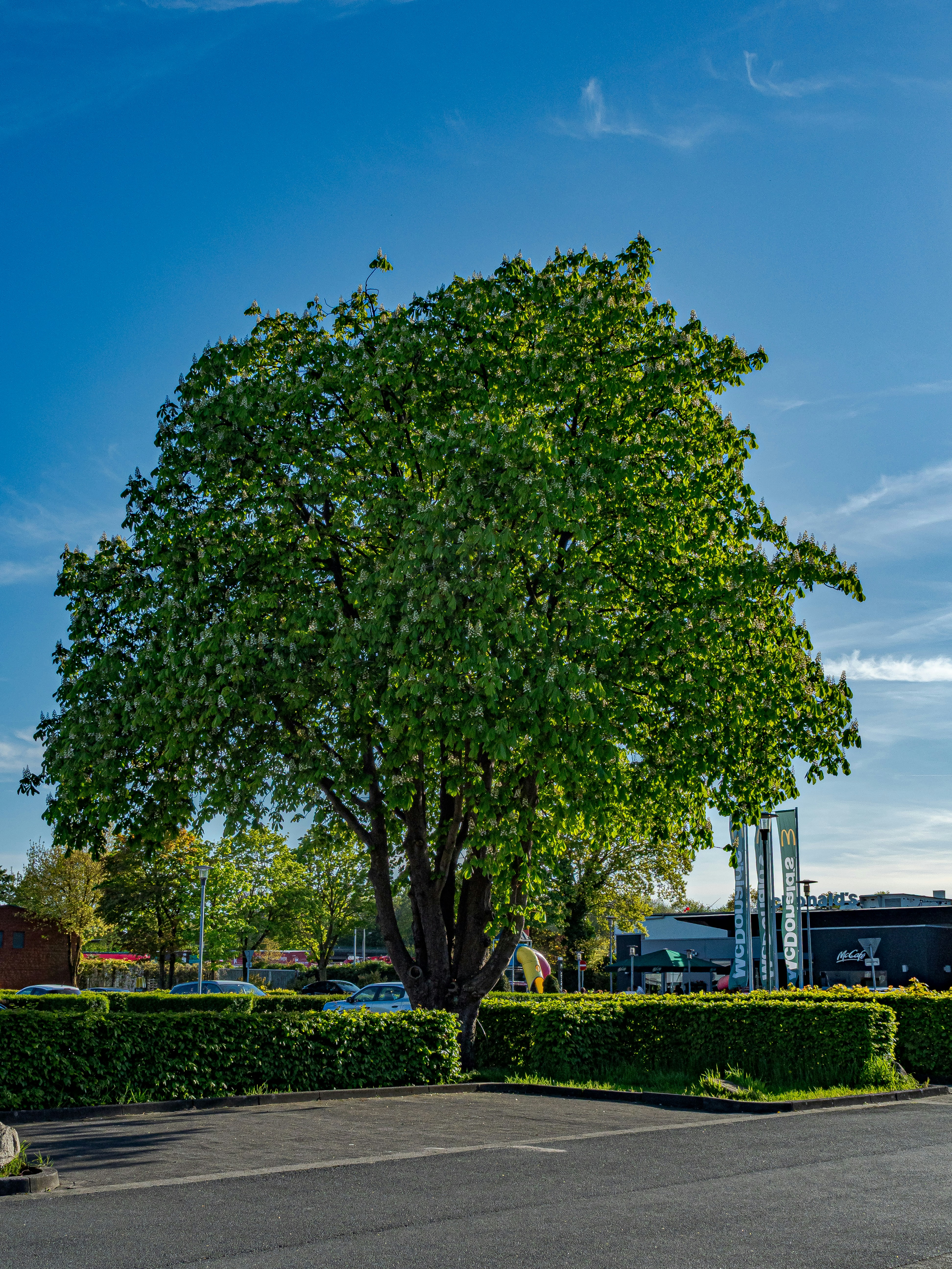 Sunlit Crown: A Prominent Tree Overlooking a Suburban Lot