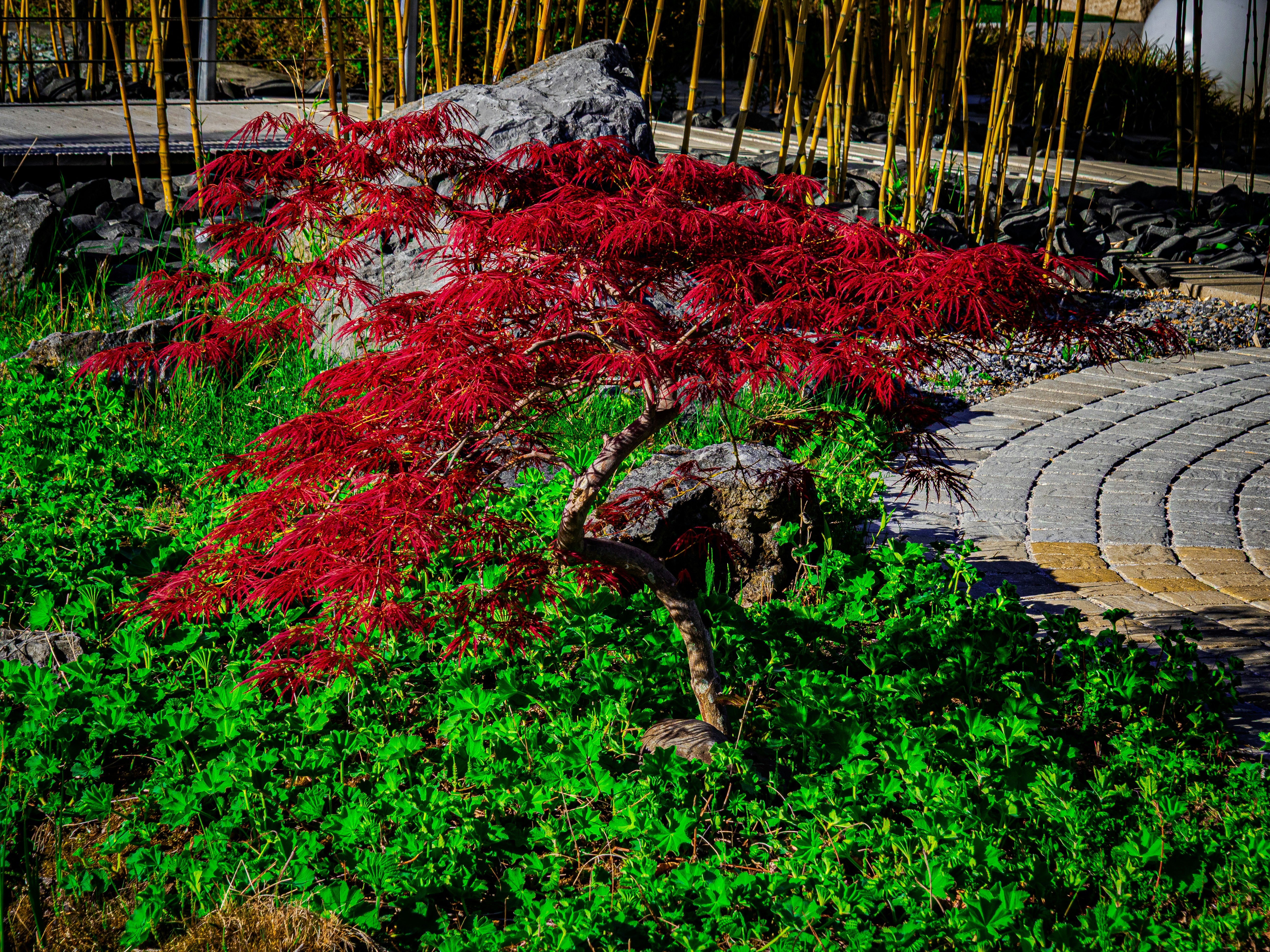 Crimson Maple in a Rock-Garden Oasis