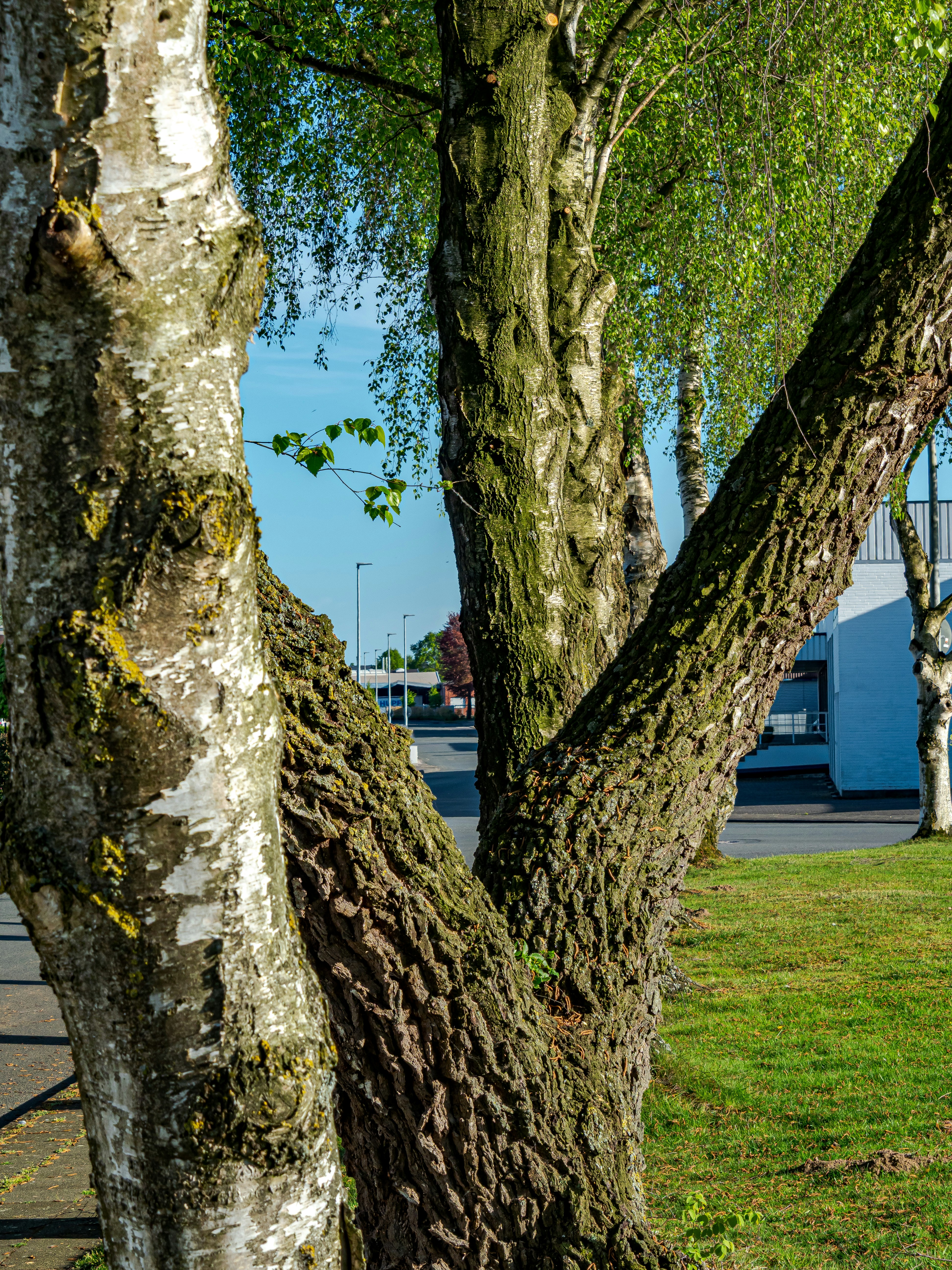 Trunk Gallery: A Bend of Giants Framing a Quiet Street