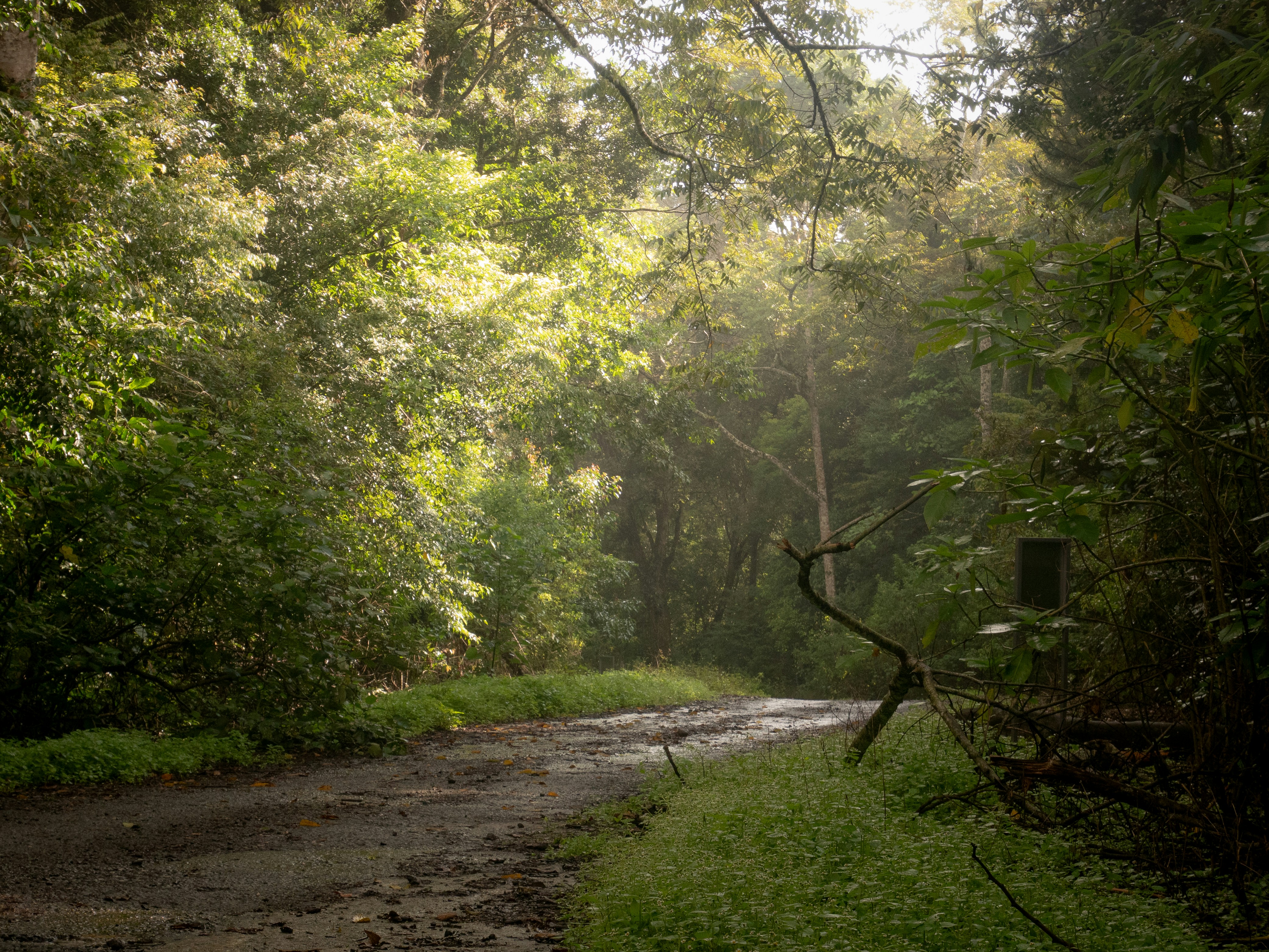 Sunlit Path Through Quiet Woodland
