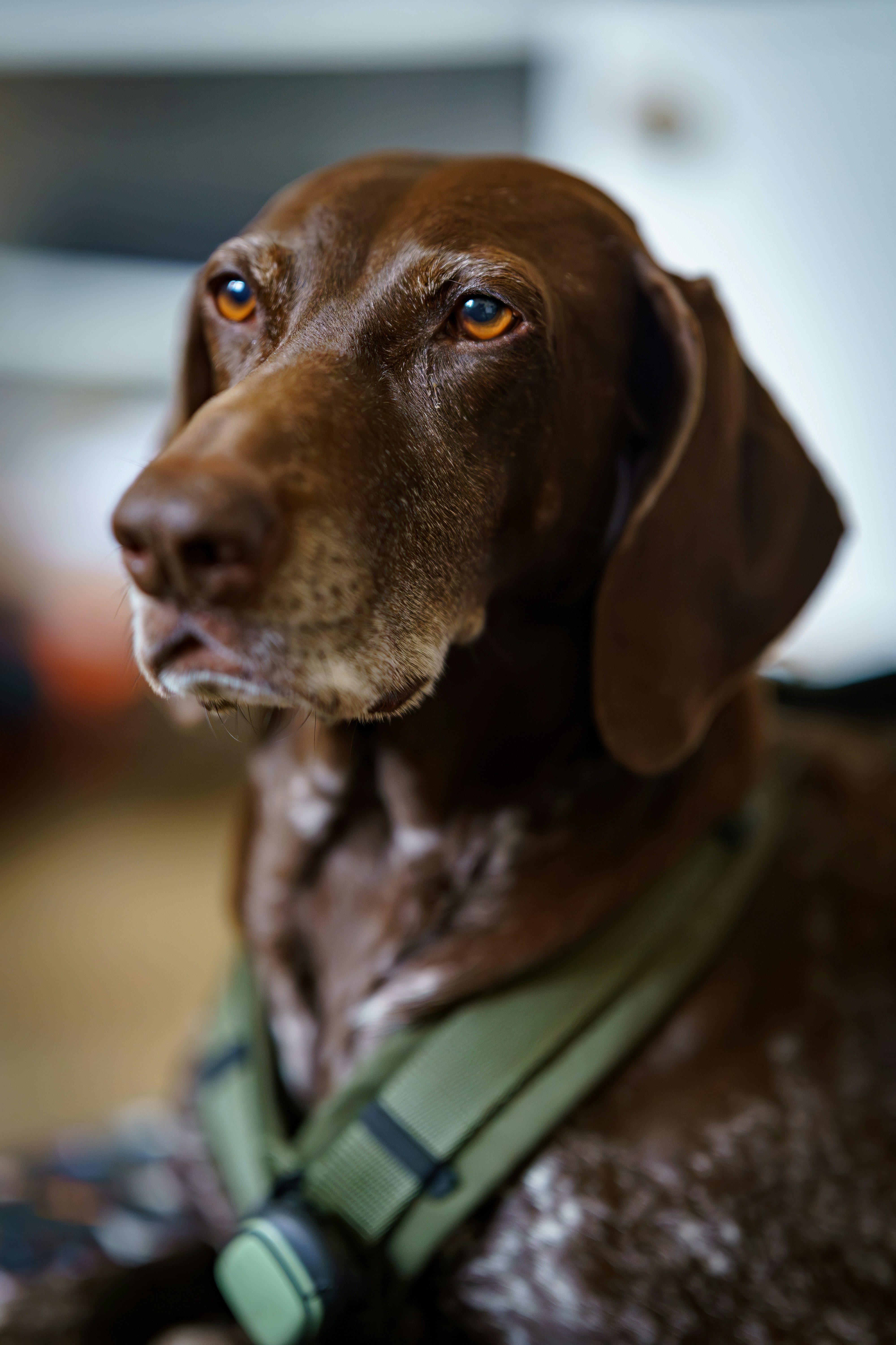 Close-Up of a Brown Dog with a Green Harness Looking Intently