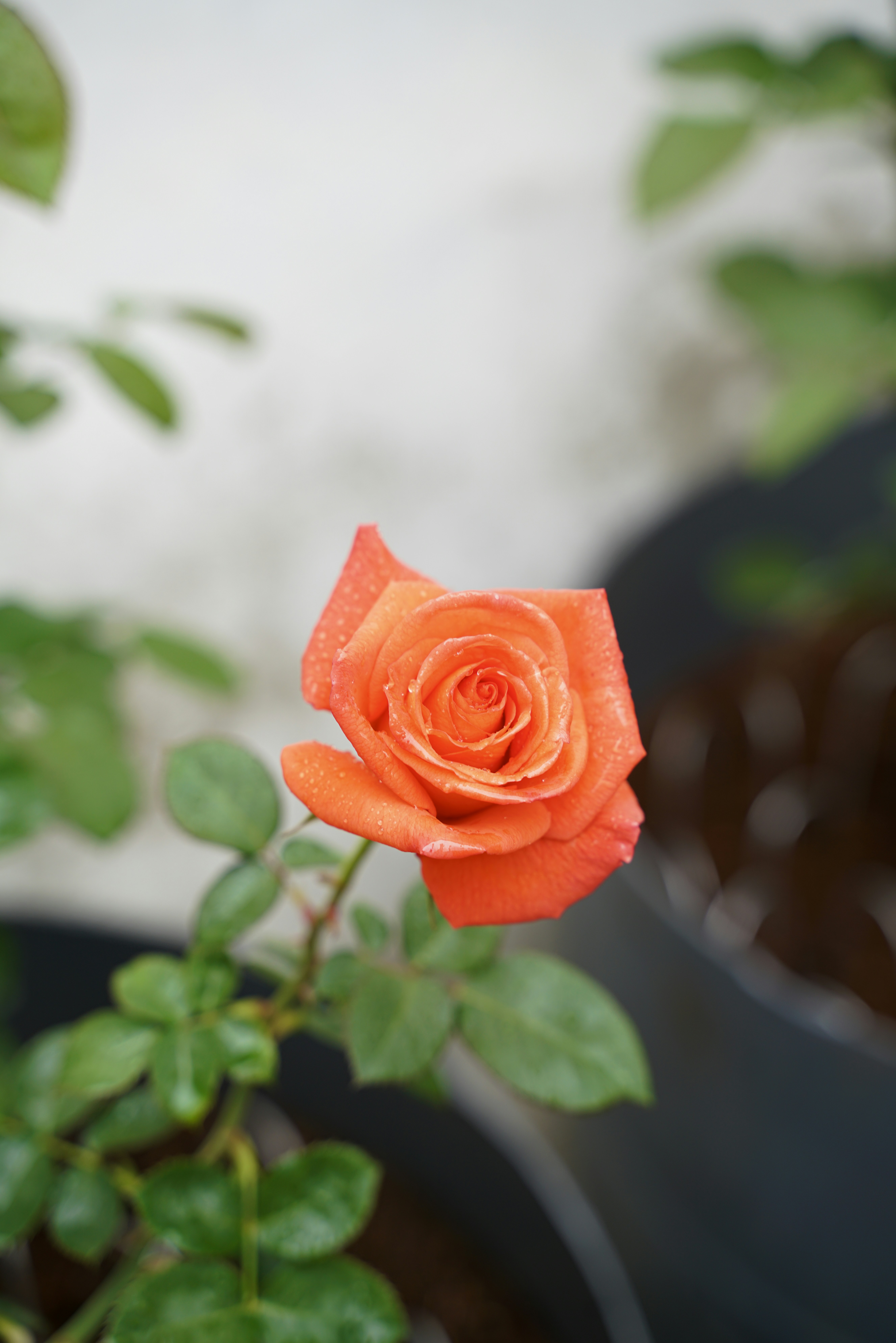 Orange Rose in Soft Focus Garden Frame