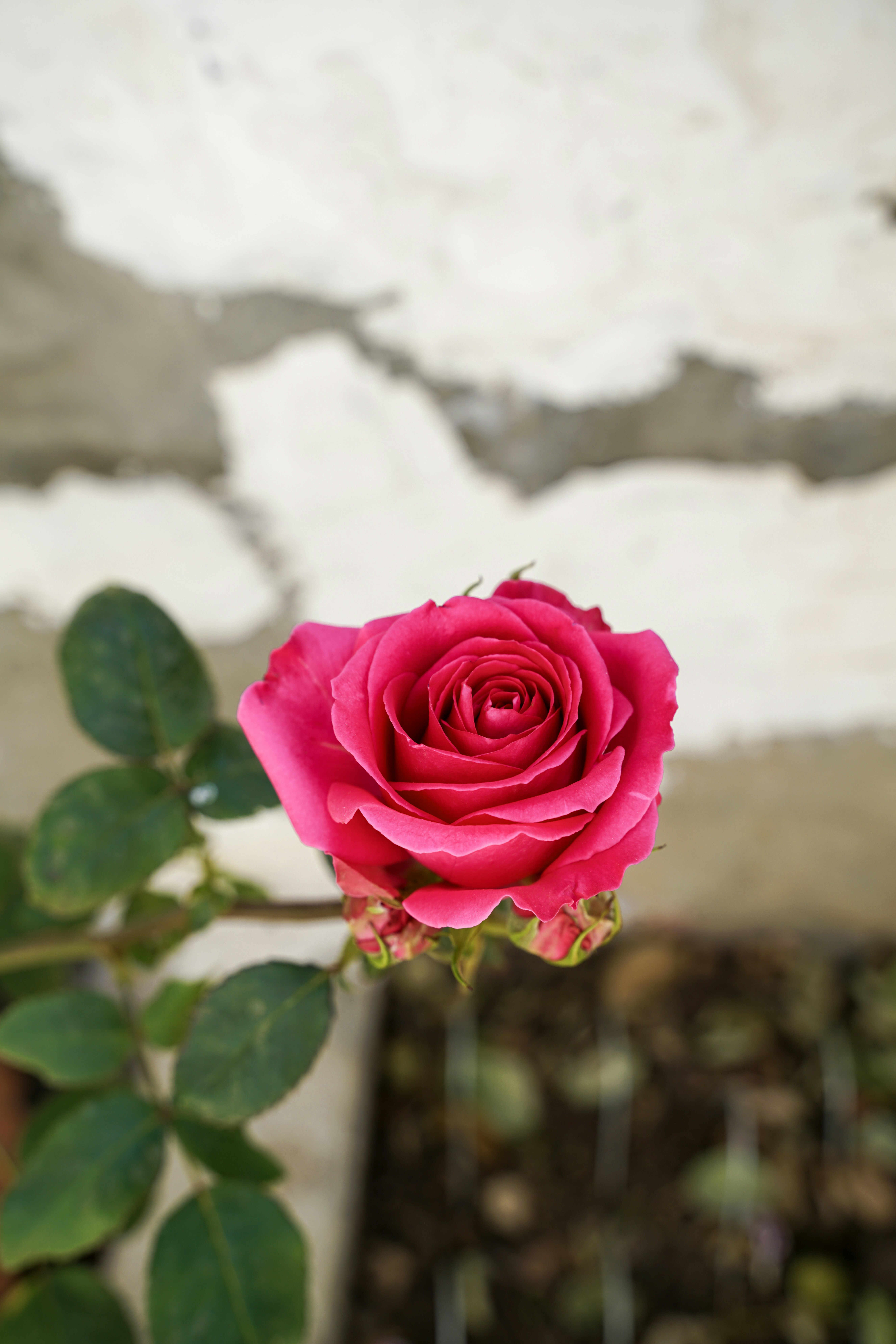 Crimson Rose Centerstage