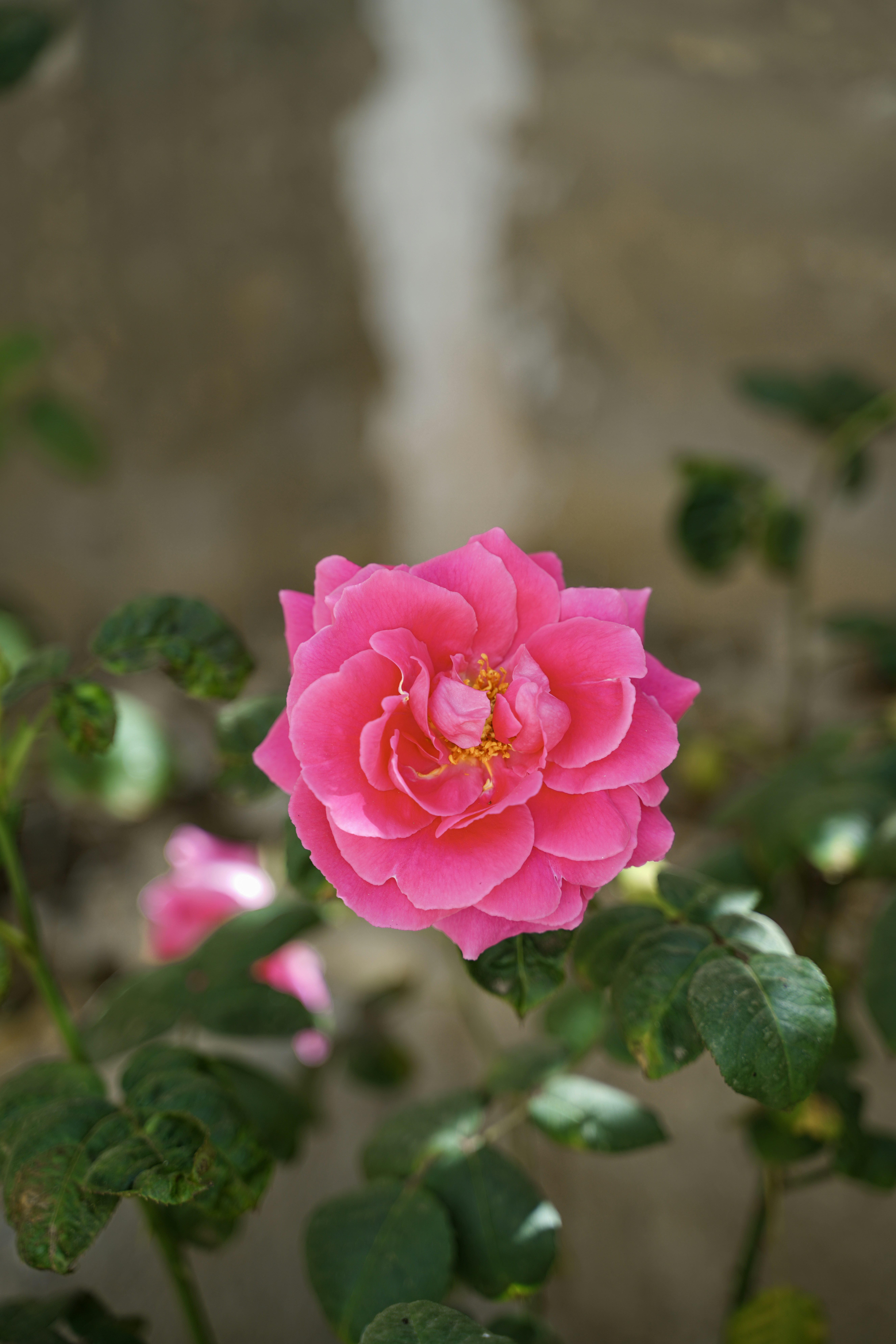 Blush Bloom: A Pink Camellia Rose Portrait in Soft Focus