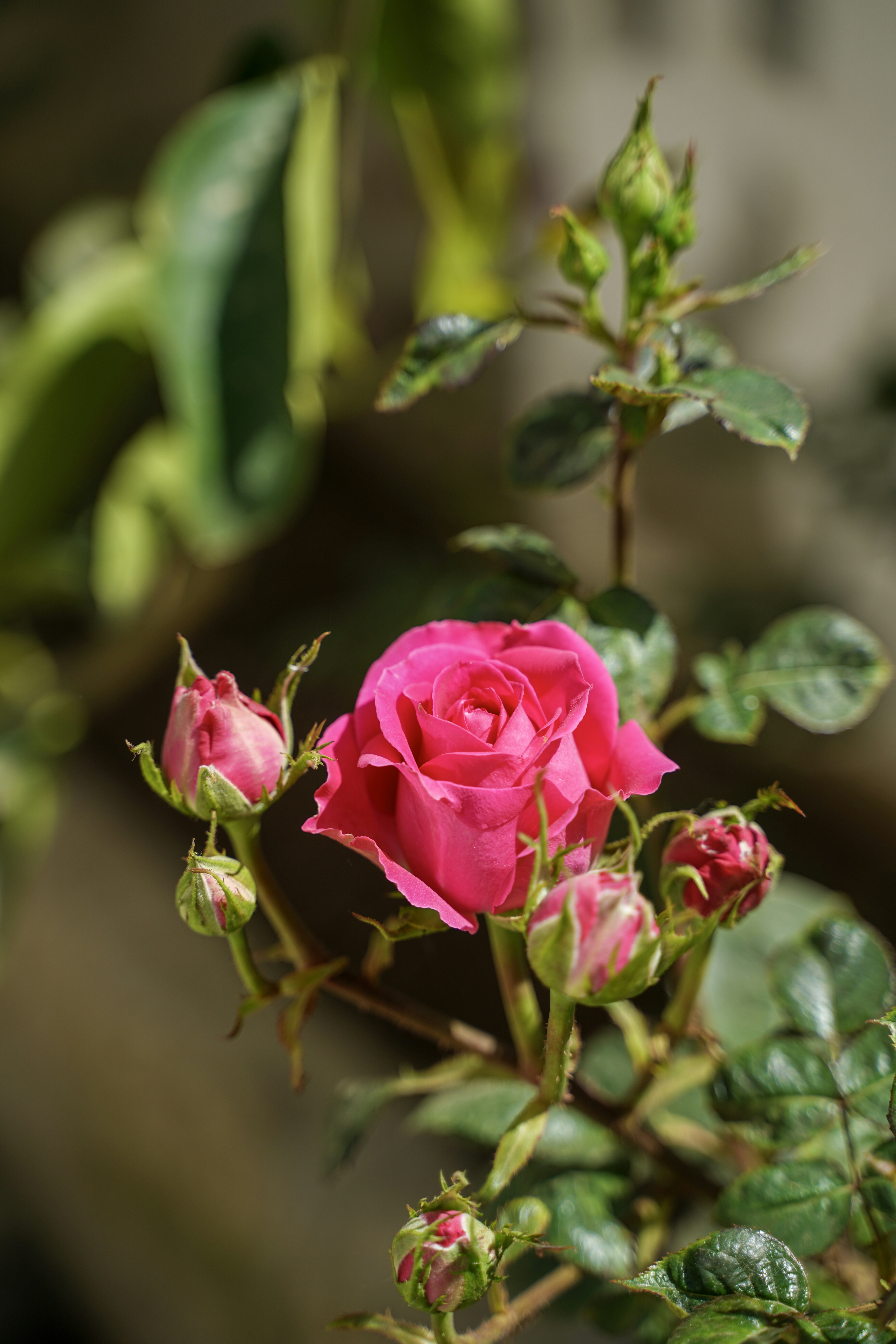 Pink rose in focus: a delicate bloom among budding petals