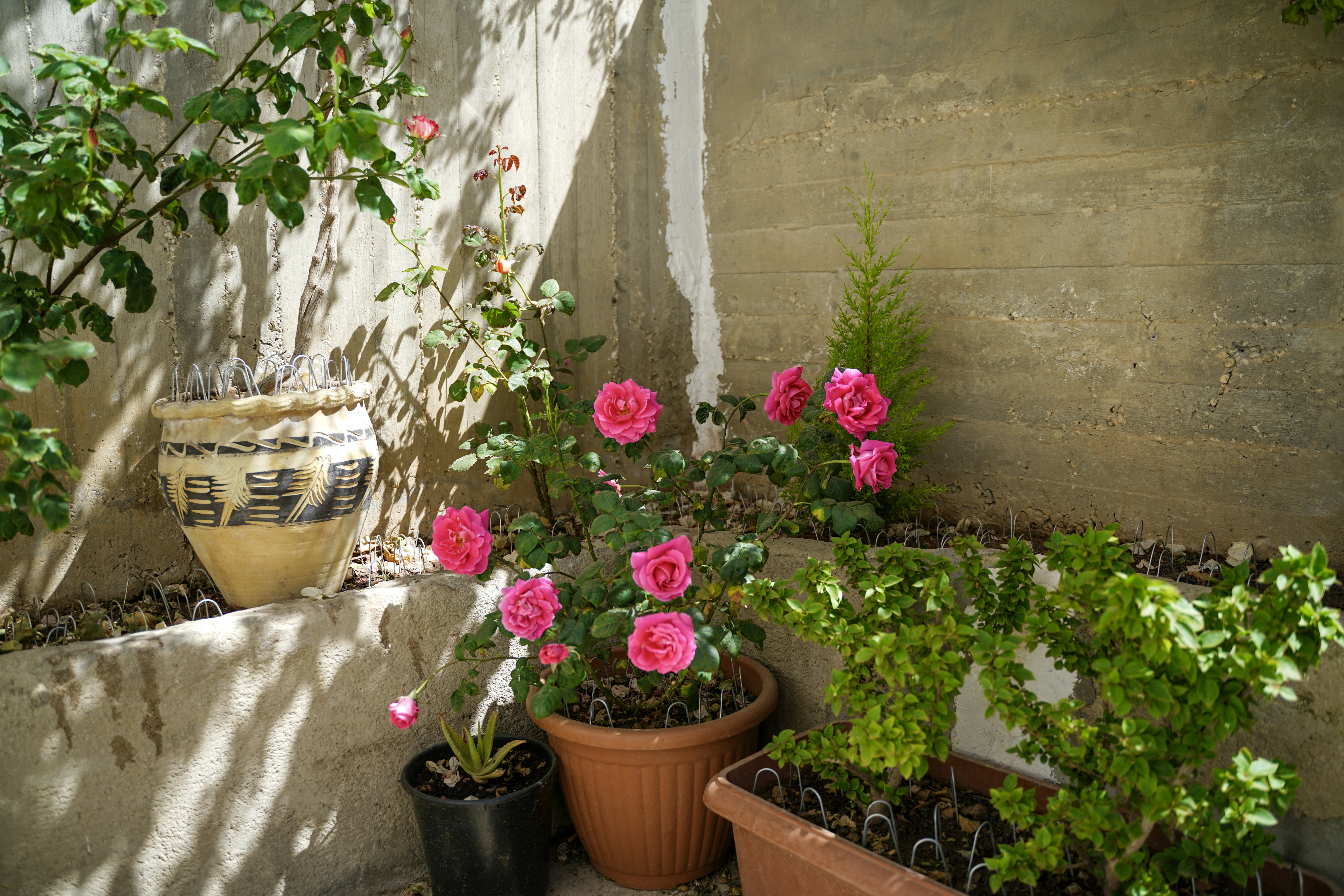Potted roses and sunlit courtyard bloom in quiet vignette