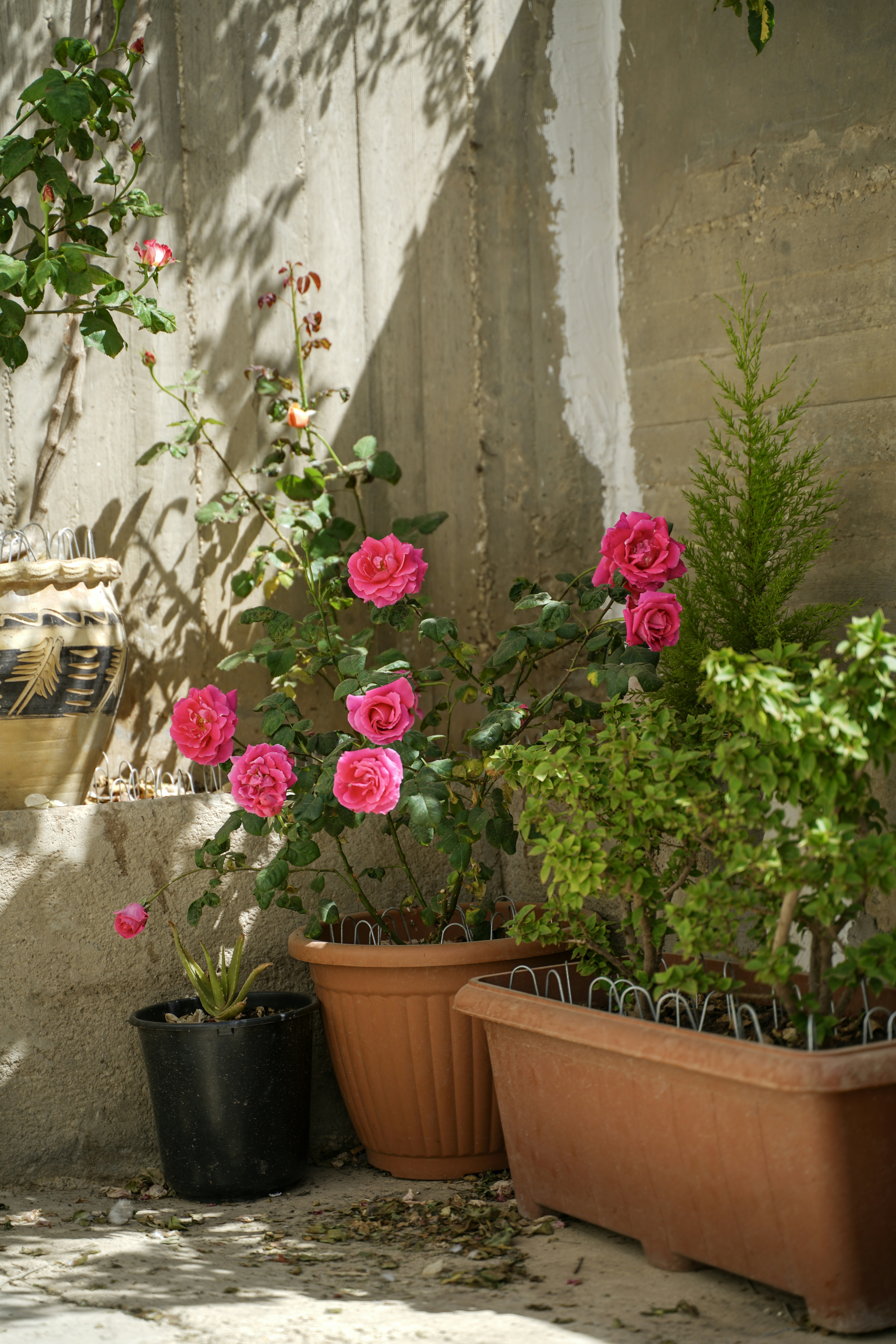 Sunlit Rose Terrace in a Quiet Courtyard