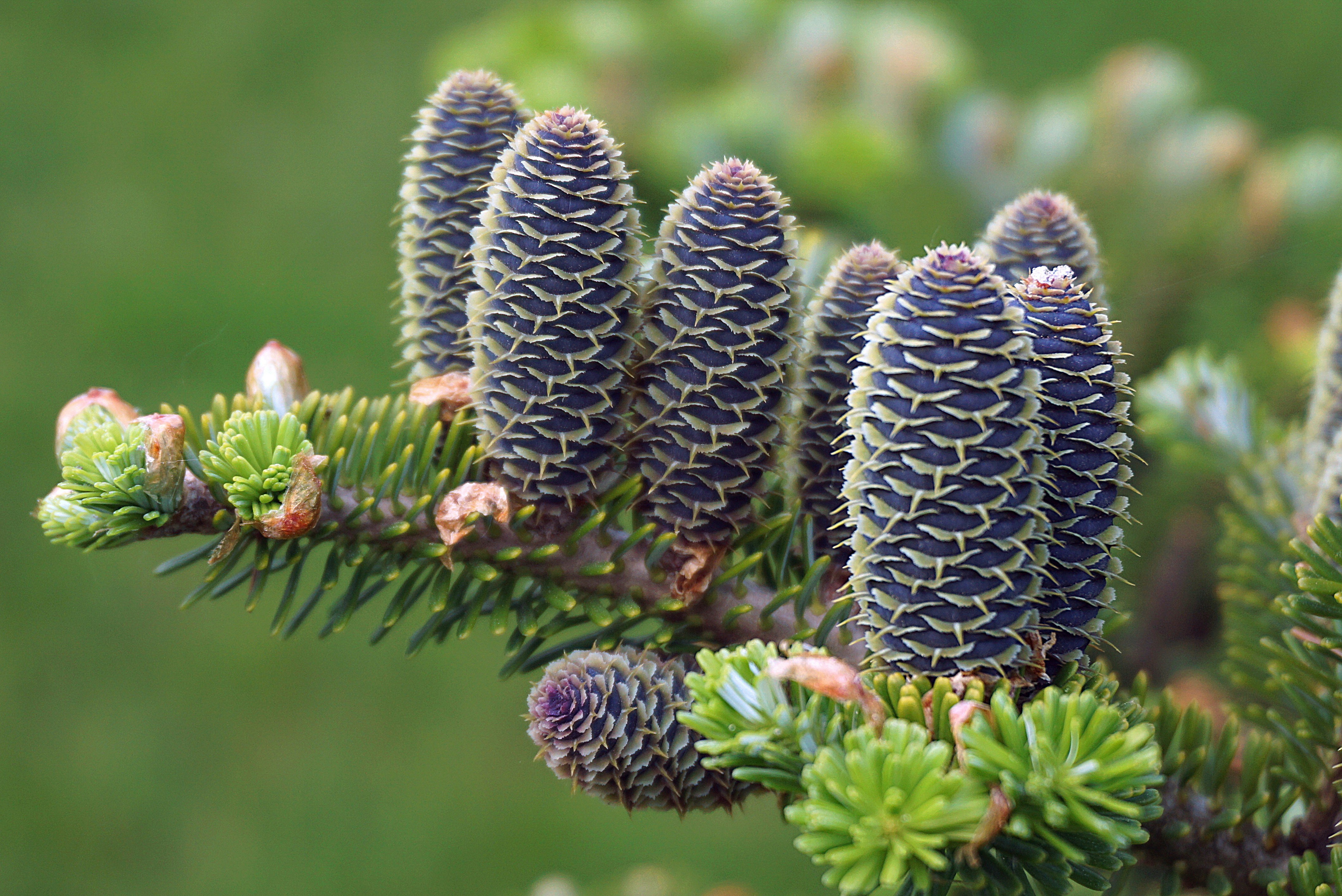 Cones of Conifer: Purple Spruce Buds in Focus