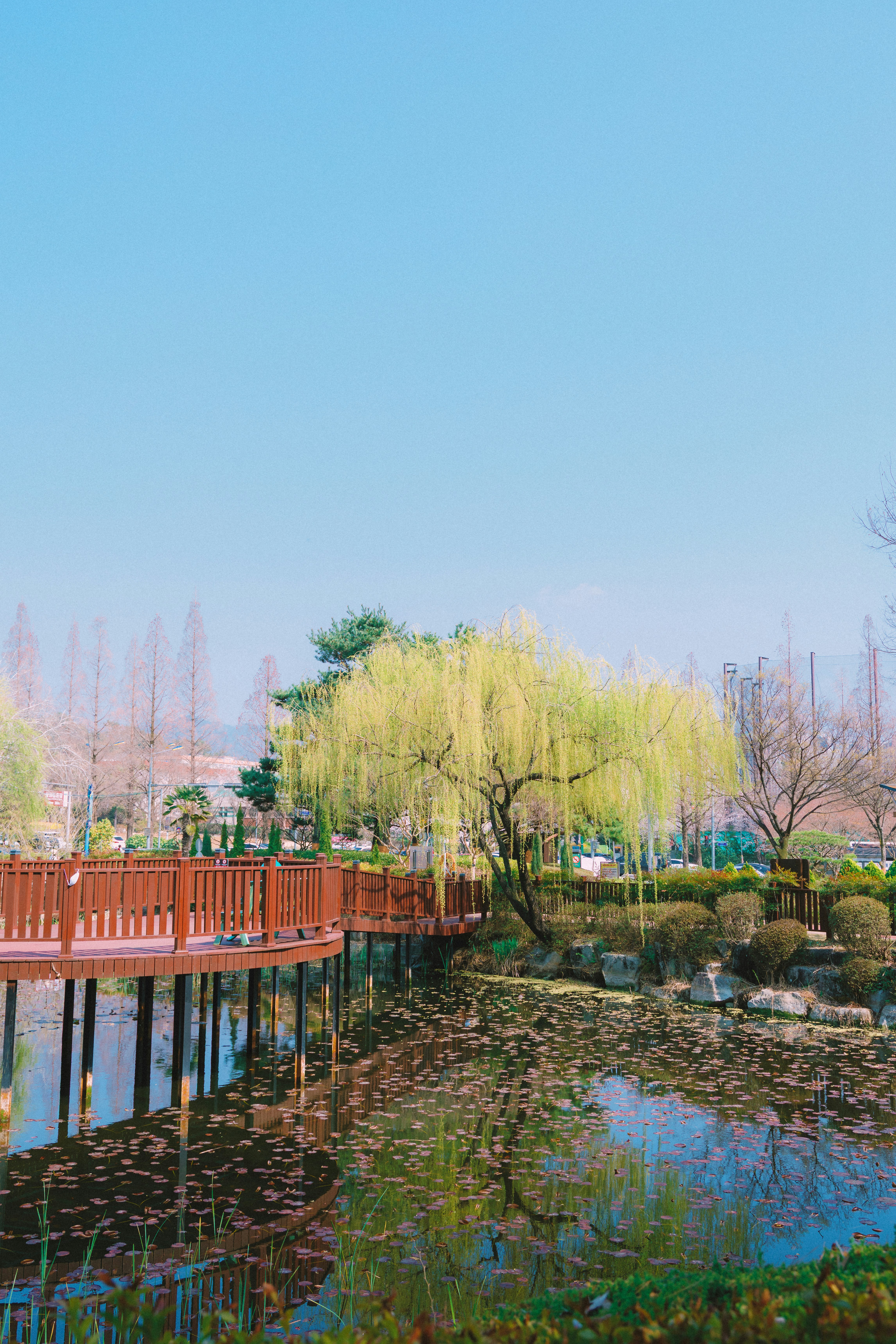 Willow Bridge Over Pond: Tranquil Garden in Soft Sunset Light