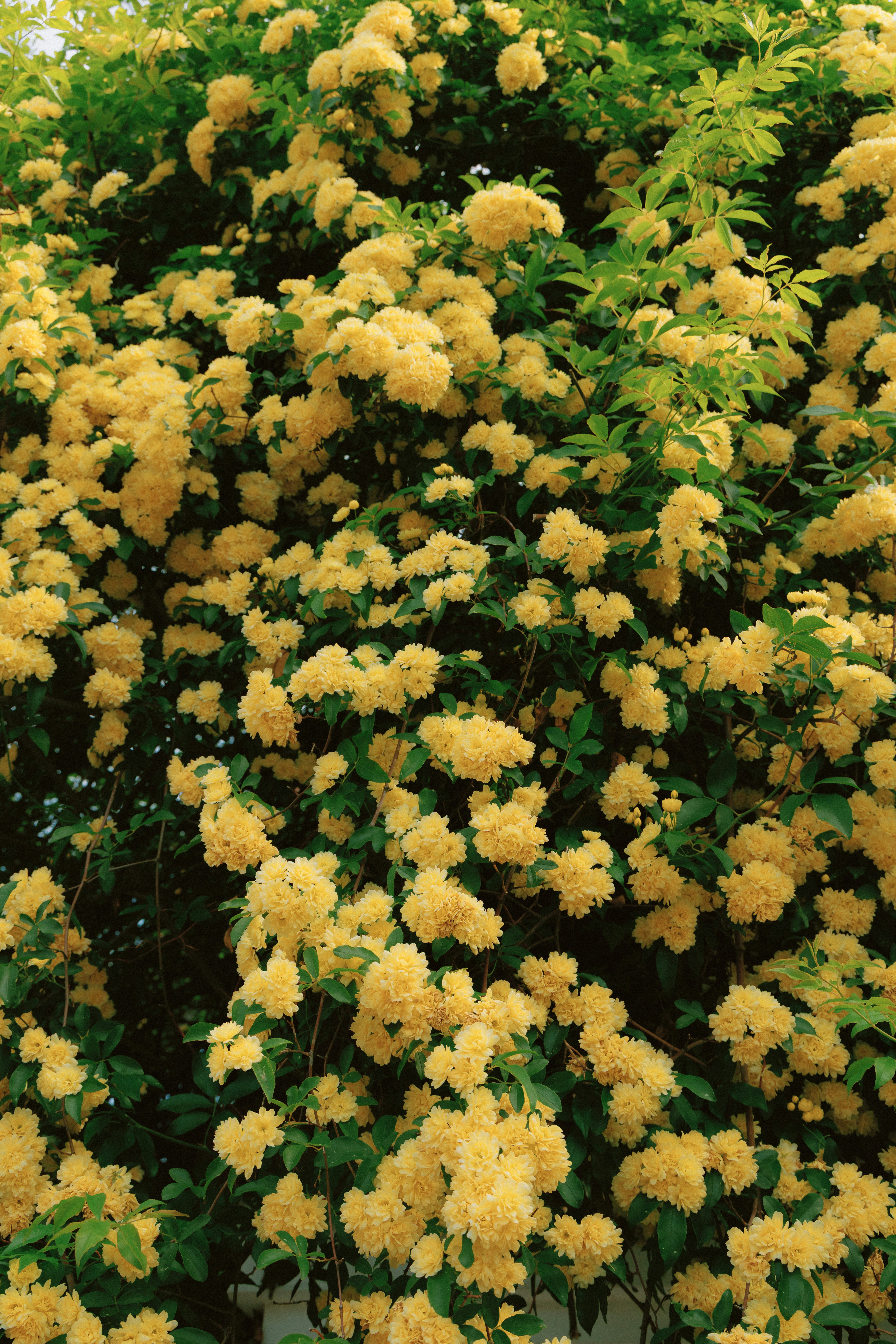Sunlit Clusters of Golden Blooms: A Dense Hedge in Full Bloom