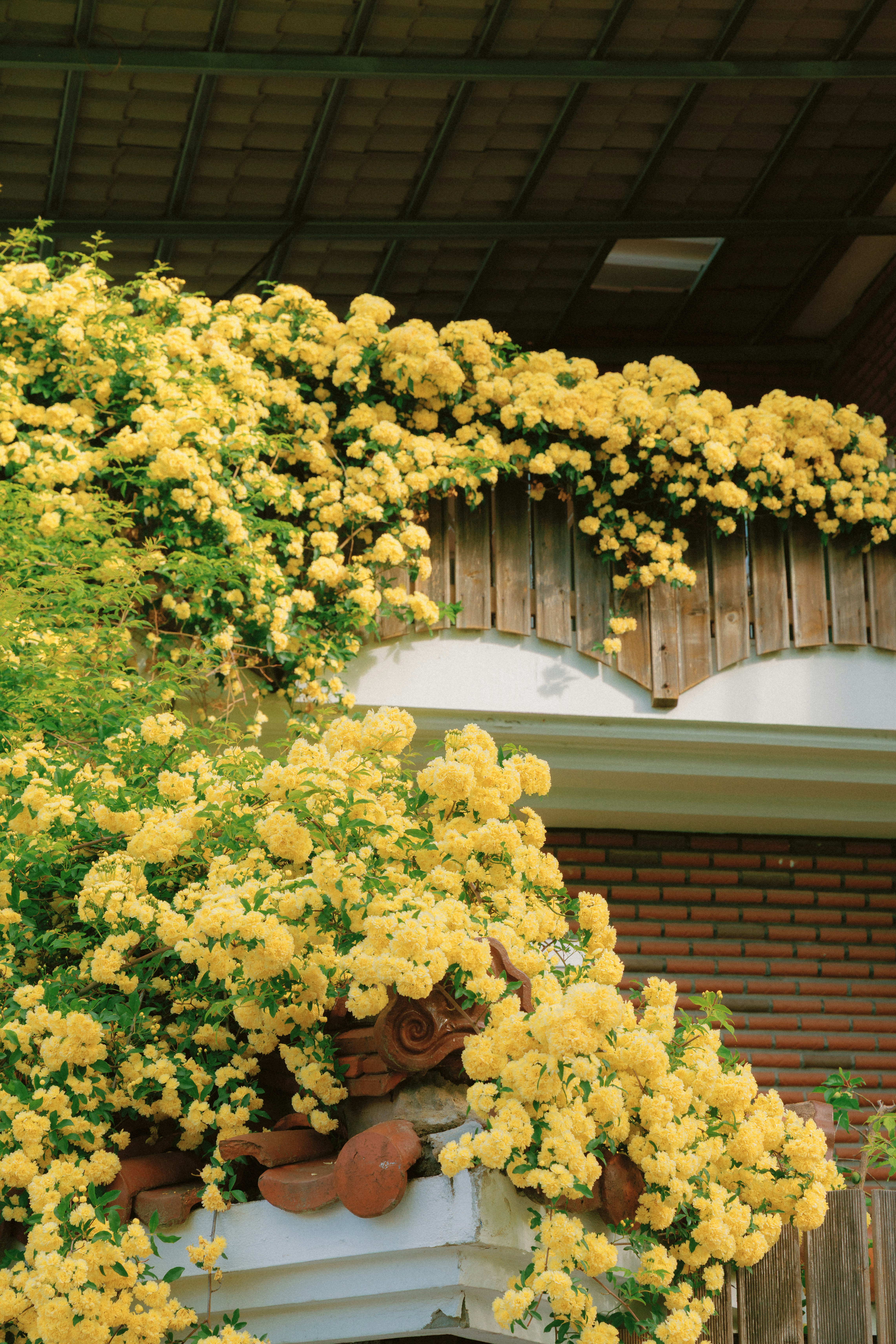 Yellow Bouquets Climbing a Brick-and-Wood Staircase