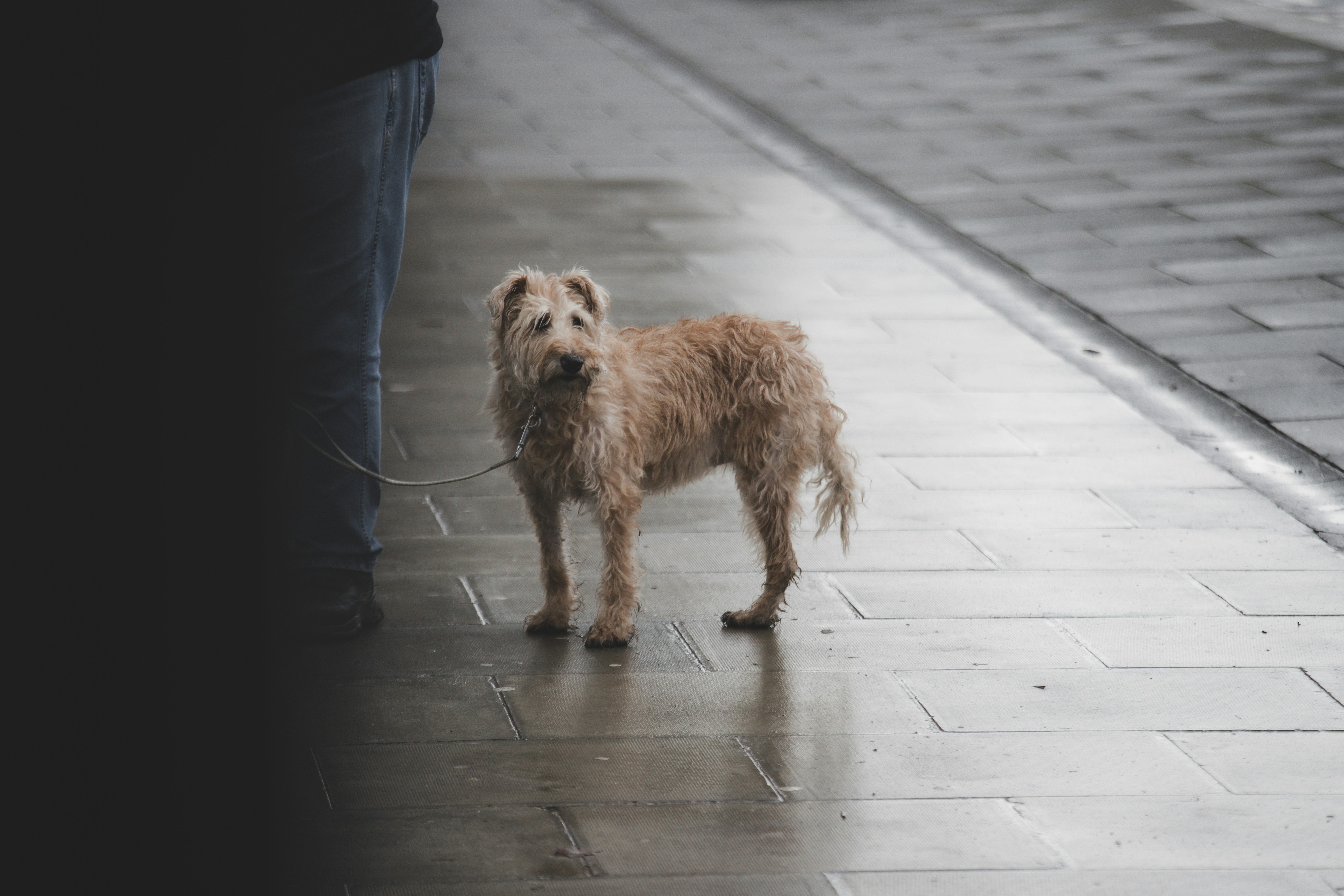 Sidelined Paws: A Standstill Moment on a Damp Walkway