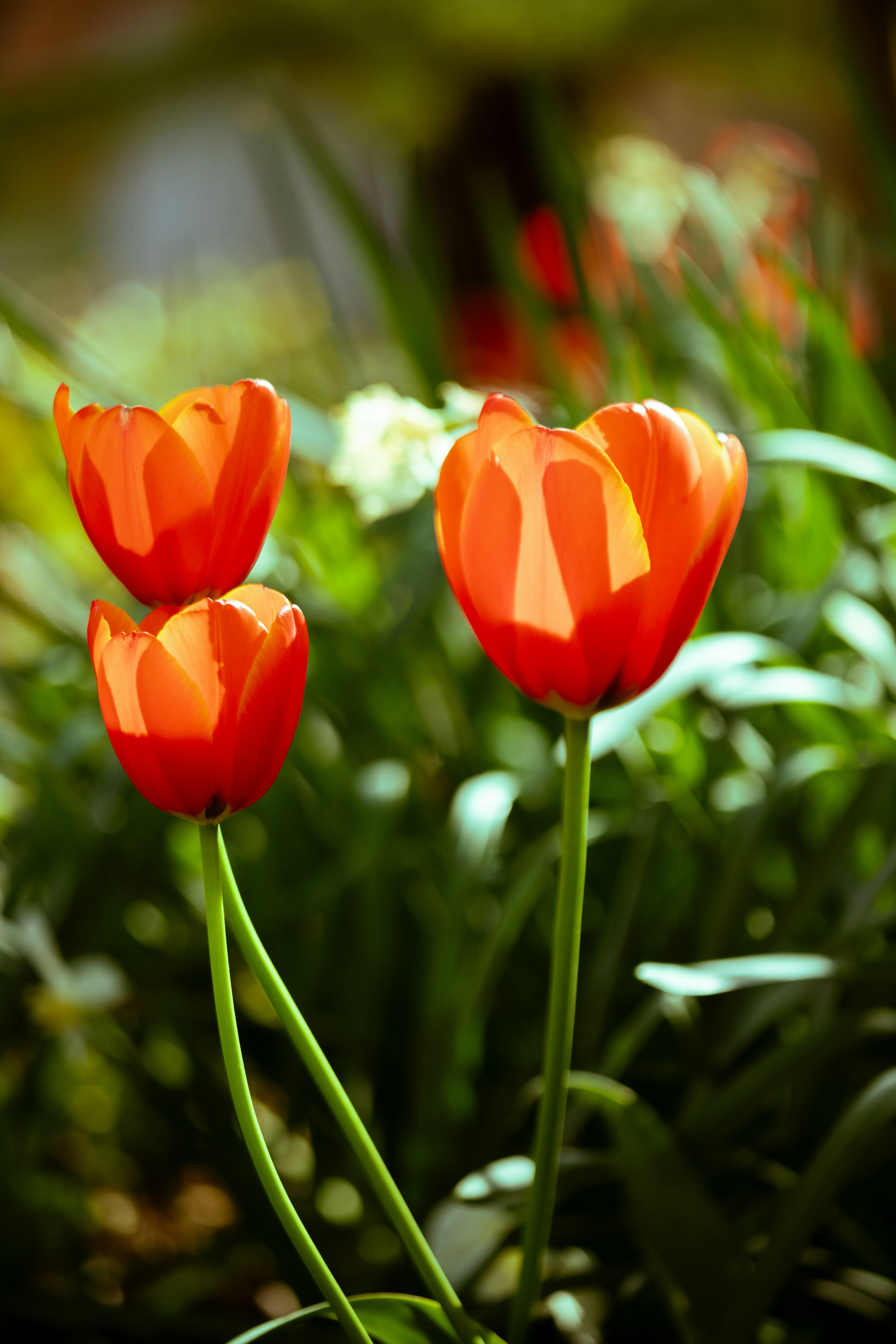 Three Orange Tulips Reaching Toward the Sun