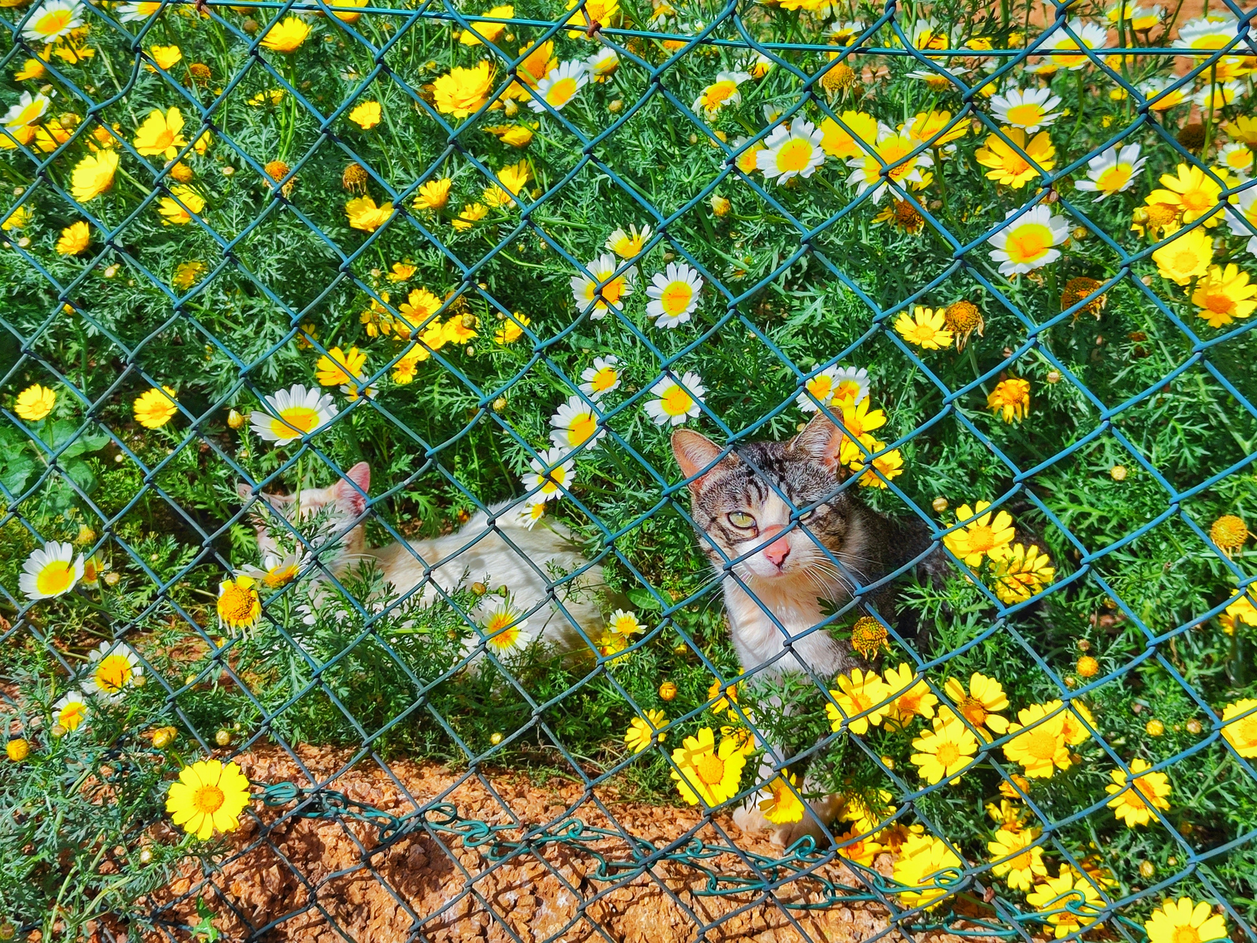 Floral Barrier: Curious Cats Behind a Green Chain