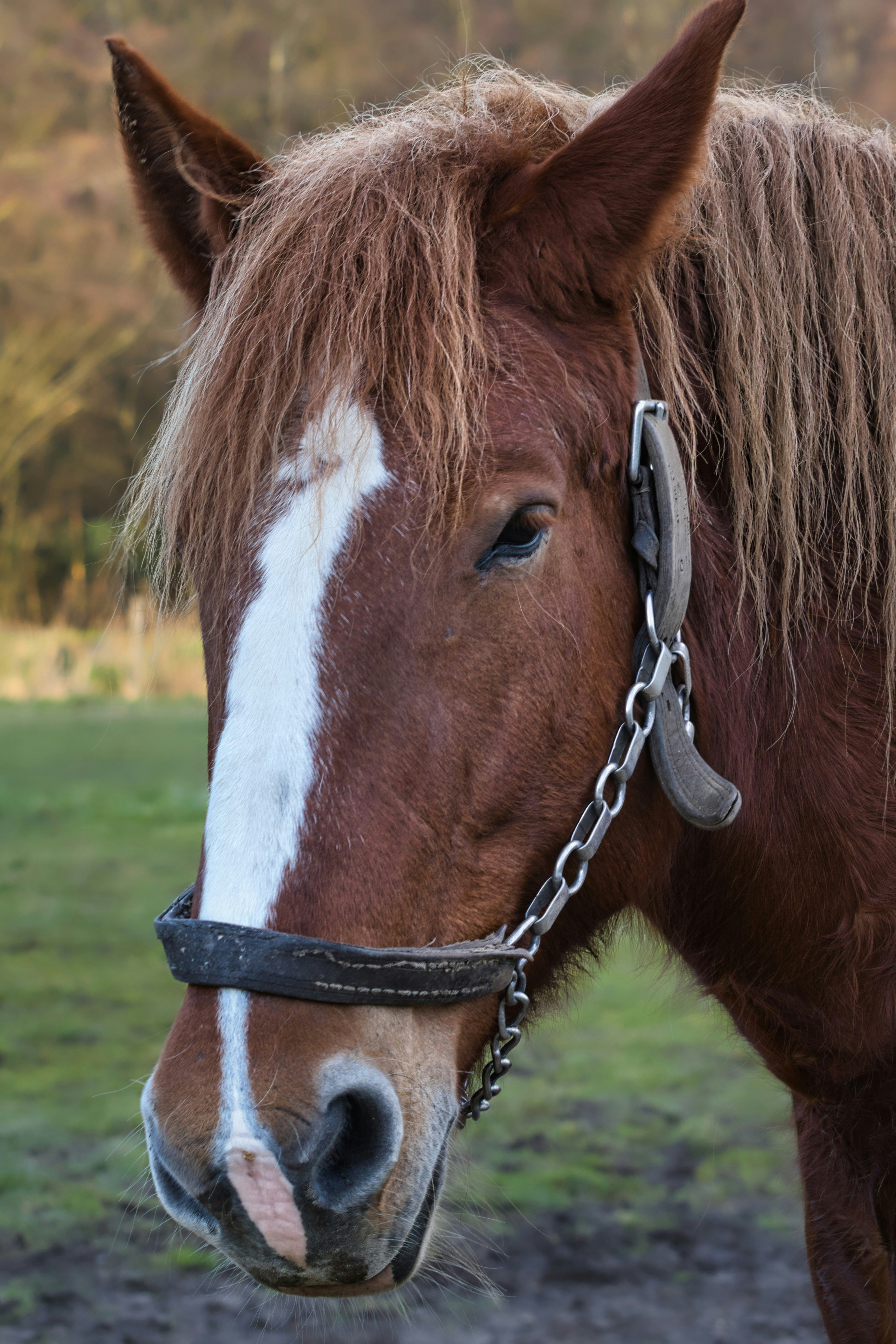 Close-up of a Chestnut Horse's Calm Gaze