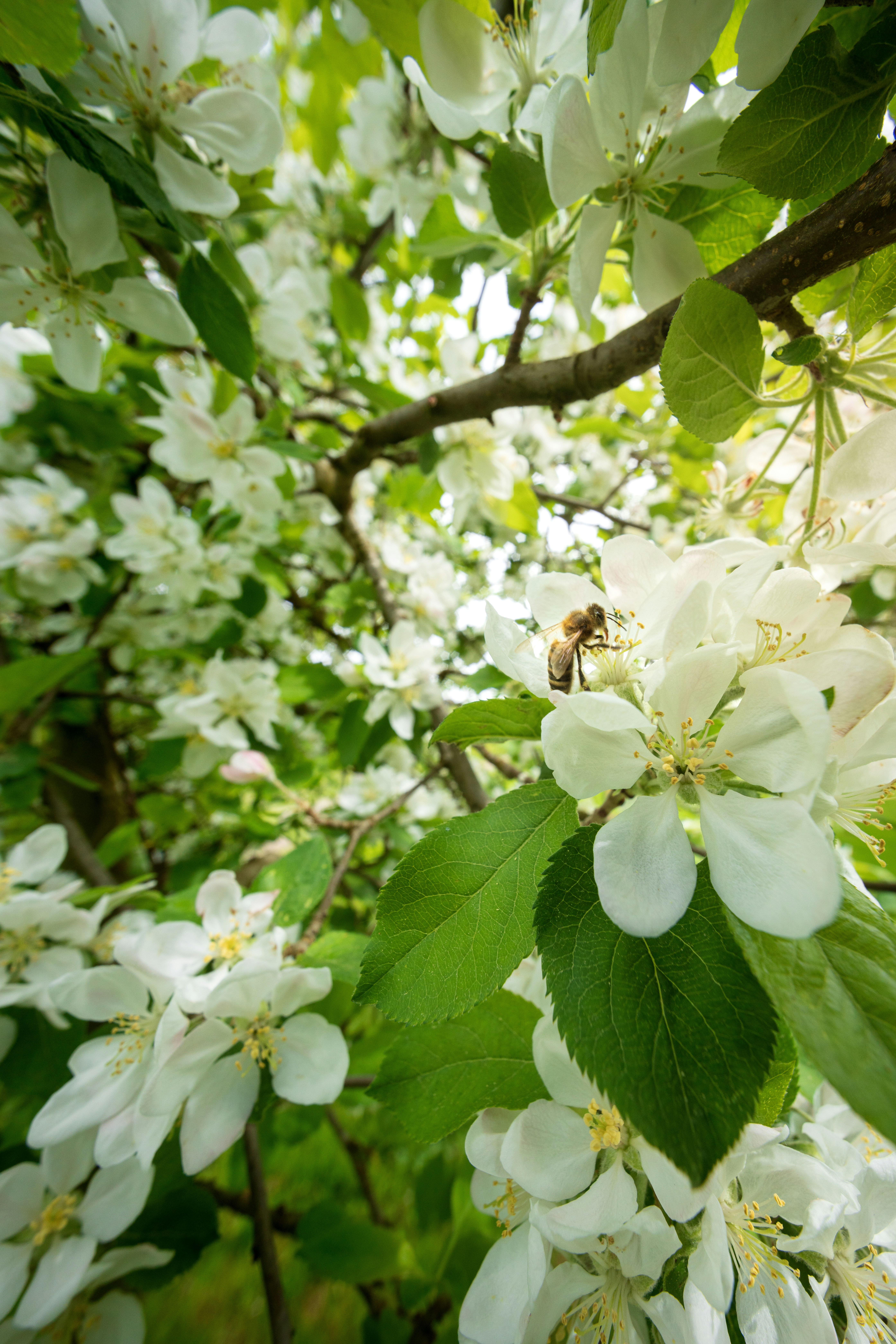 Blossoms and Bee: a Sunlit Orchard Moment