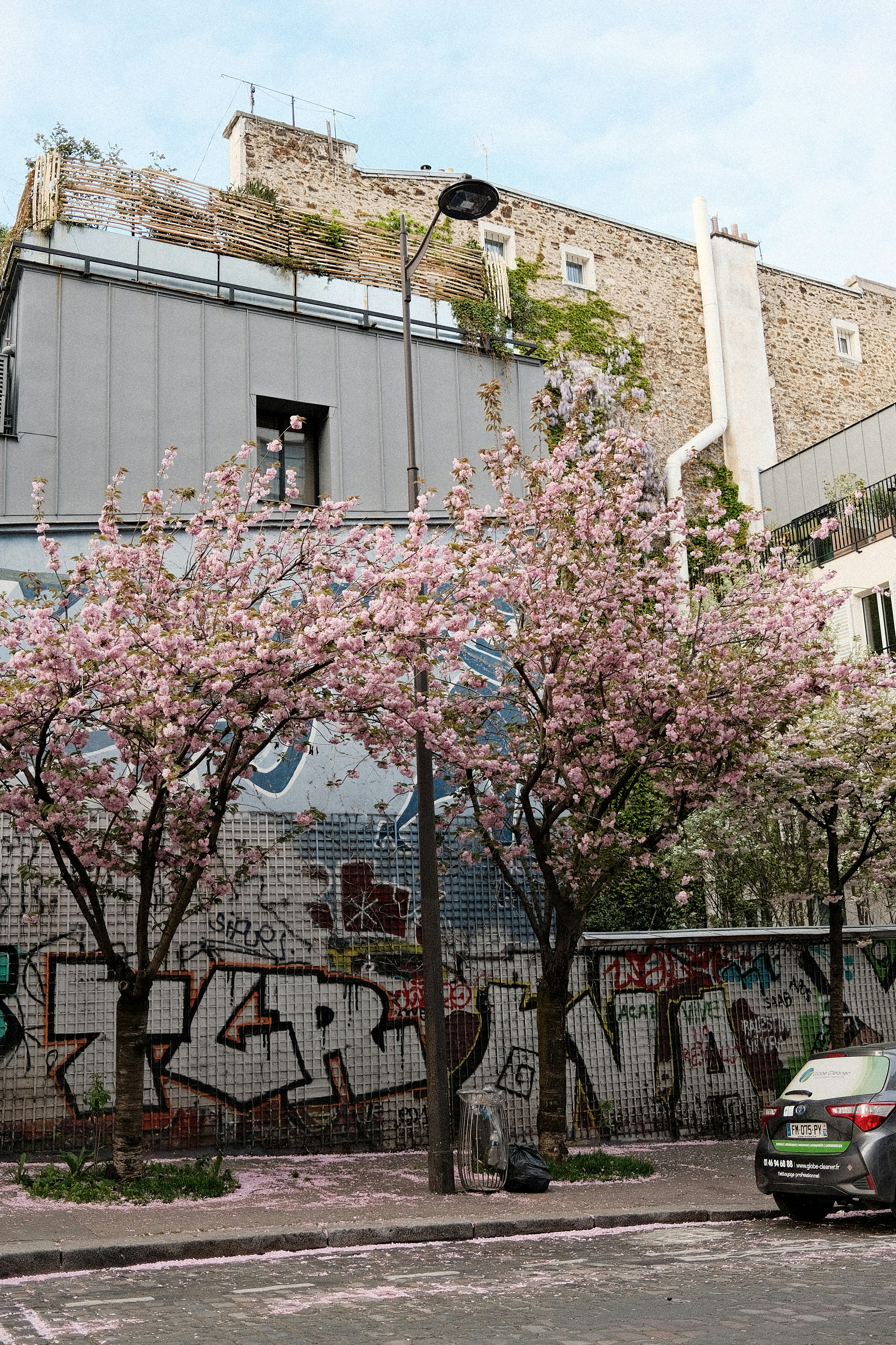 Cherry Blossoms and Urban Graffiti: A Street Scene in Soft Light