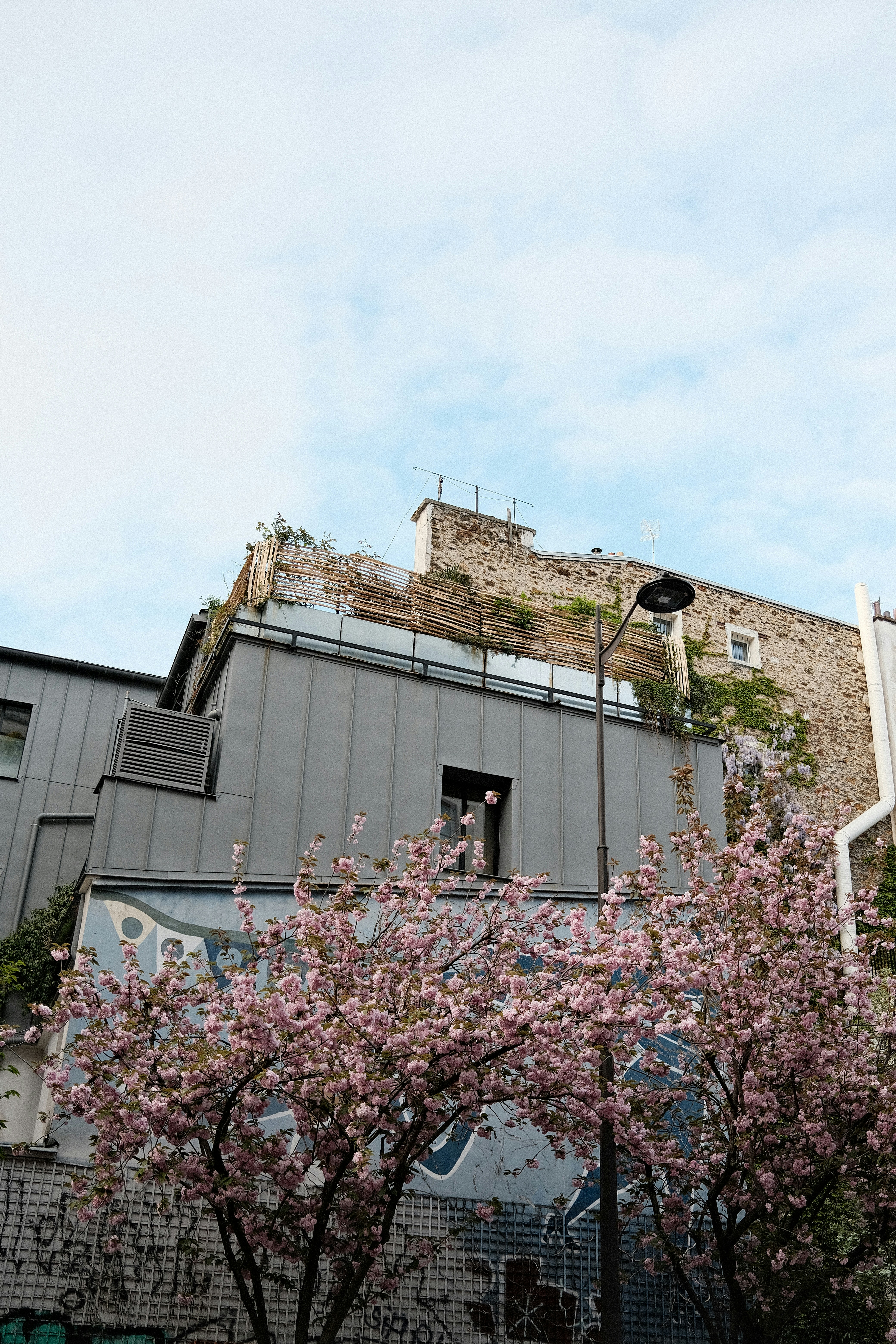 Blossoms Beneath a Rooftop Urban Sky