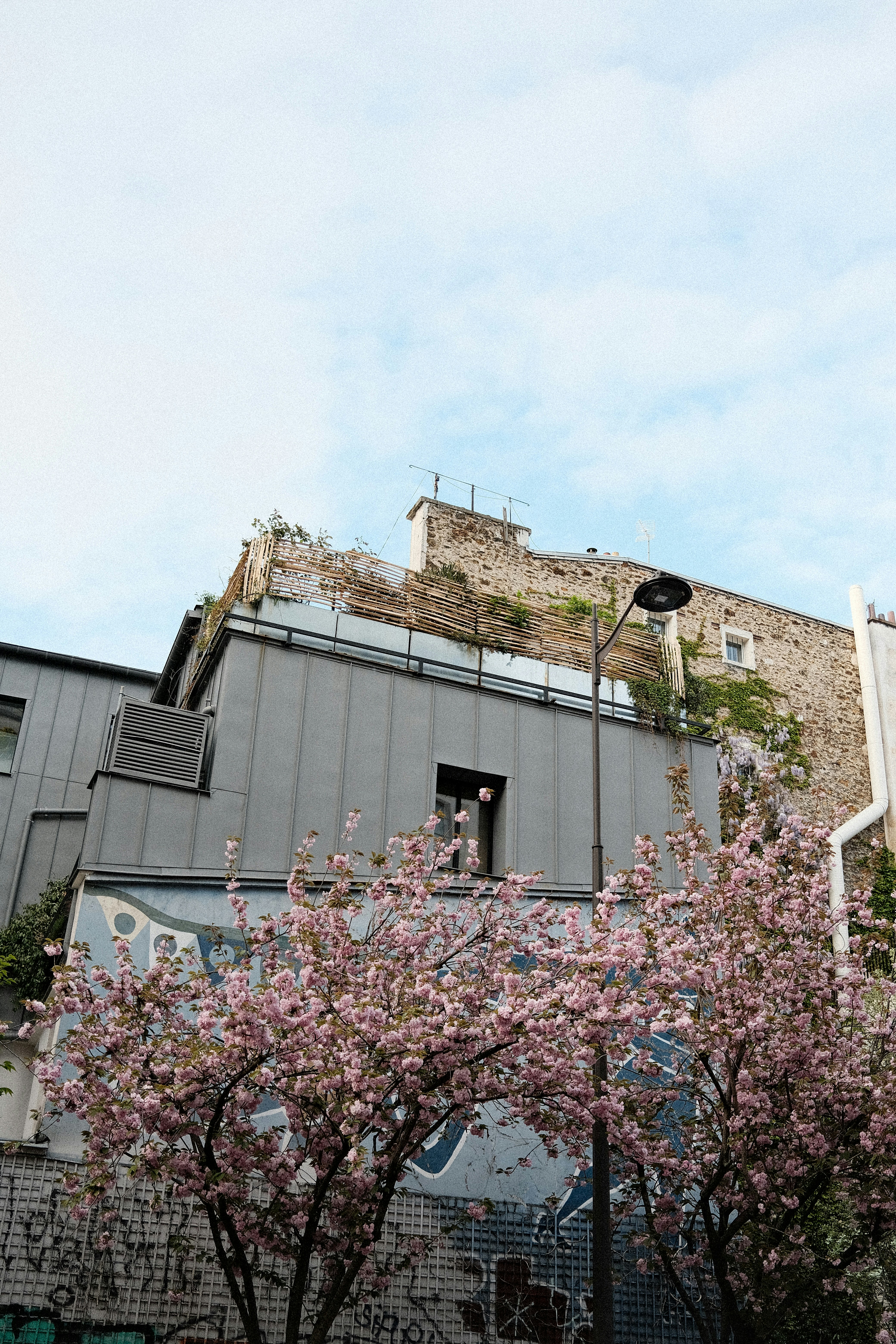 Blossoms Beneath an Urban Sky