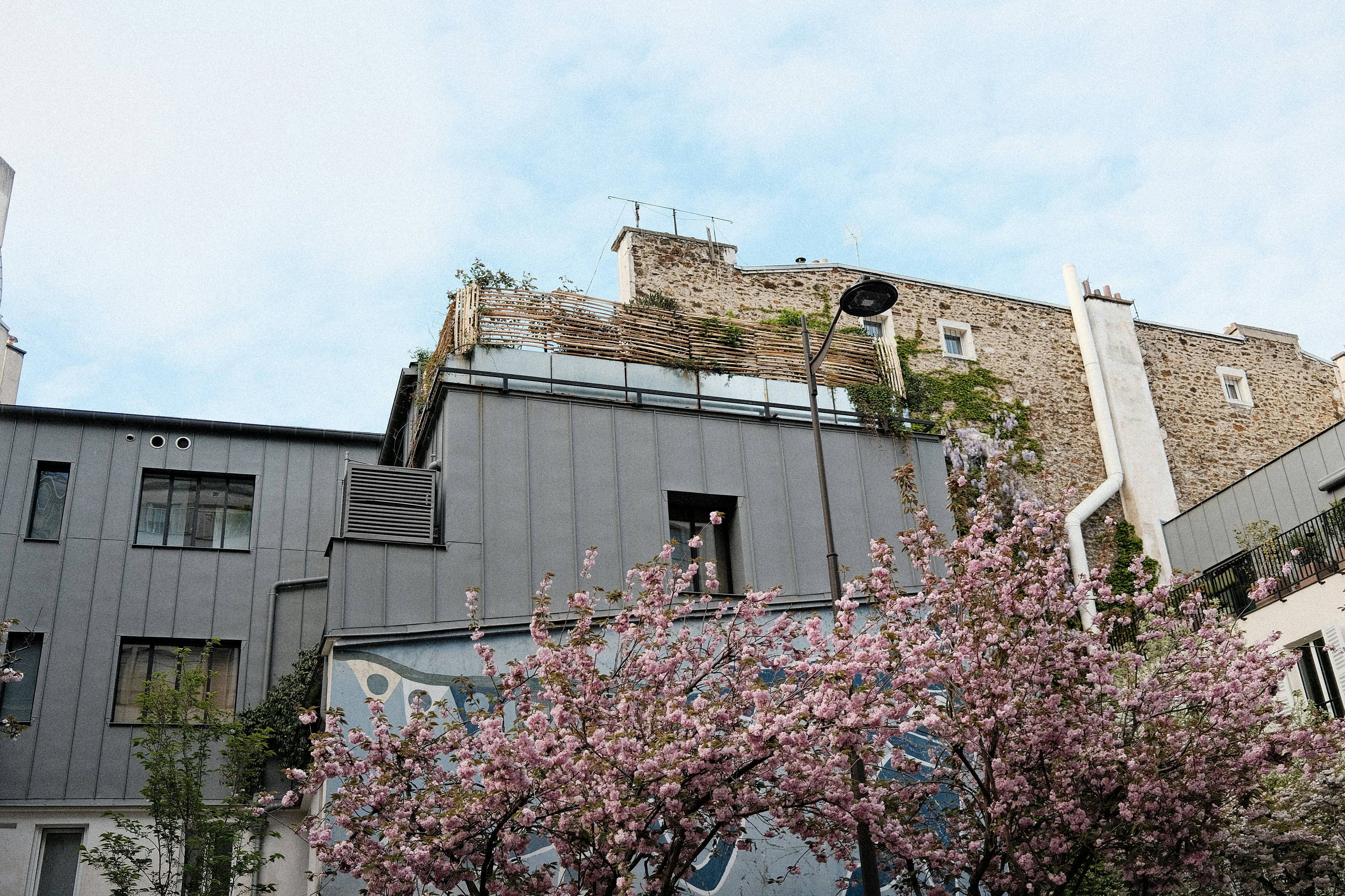 Blossoms at the Rooftop Edge