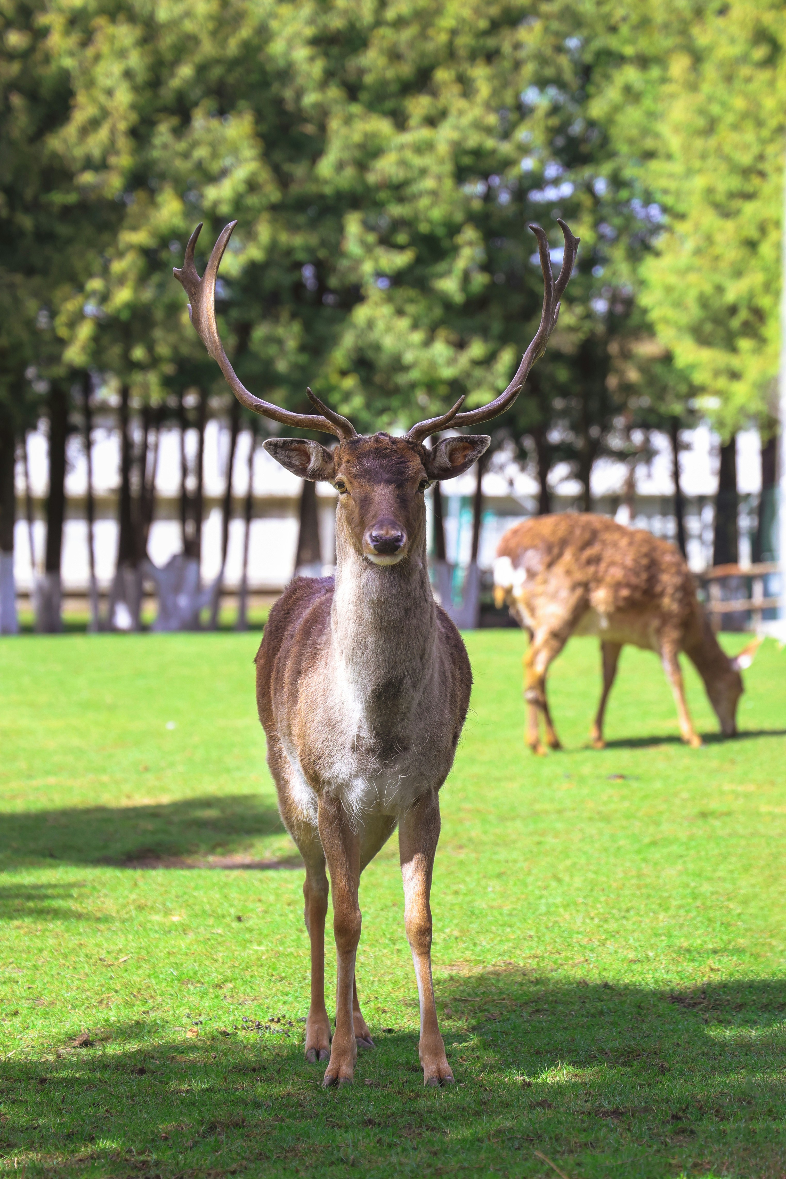 Majestic Stare: A Red Deer in a Sunlit Park
